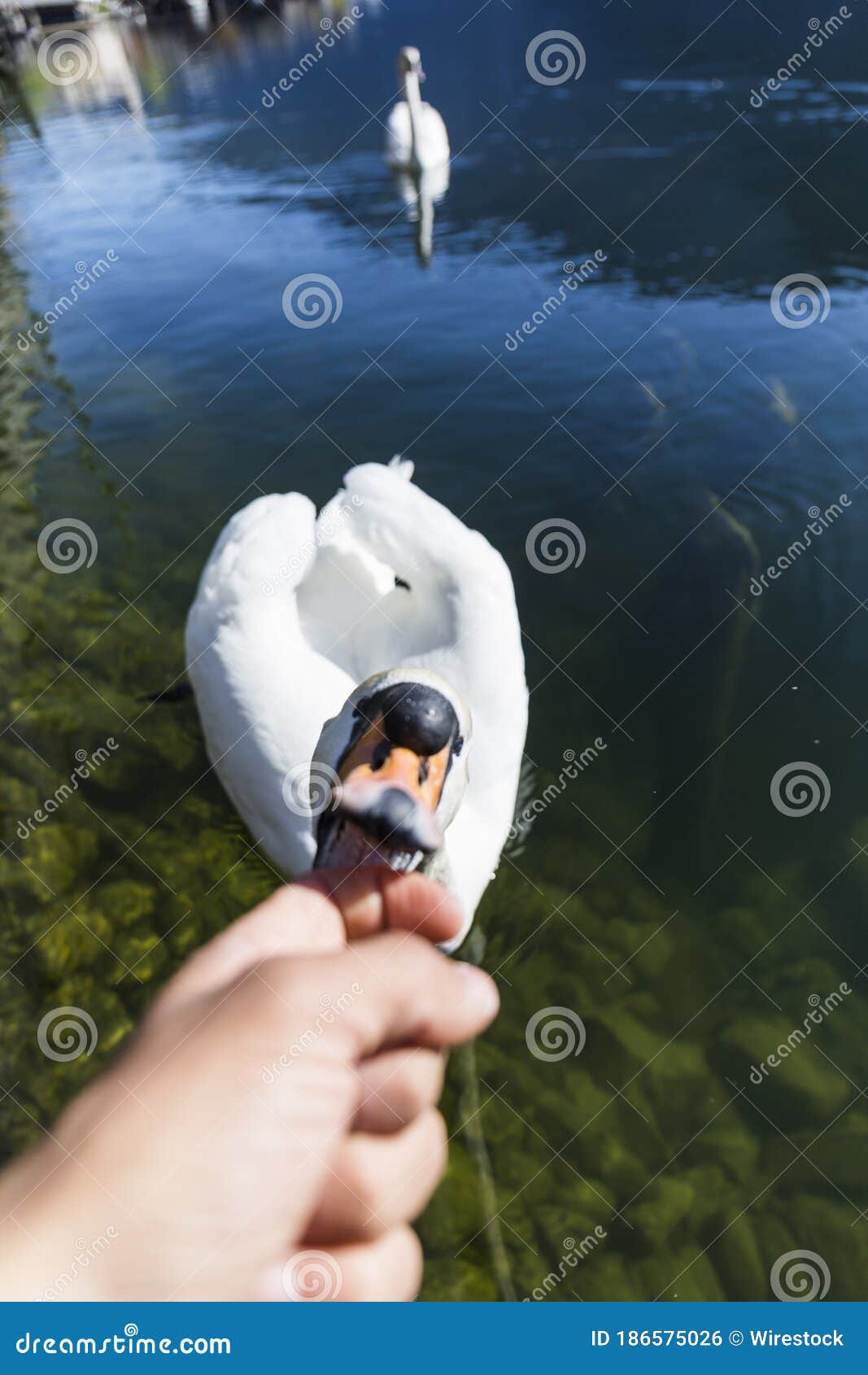 Swan biting a finger stock photo. Image of elegant, austria - 186575026