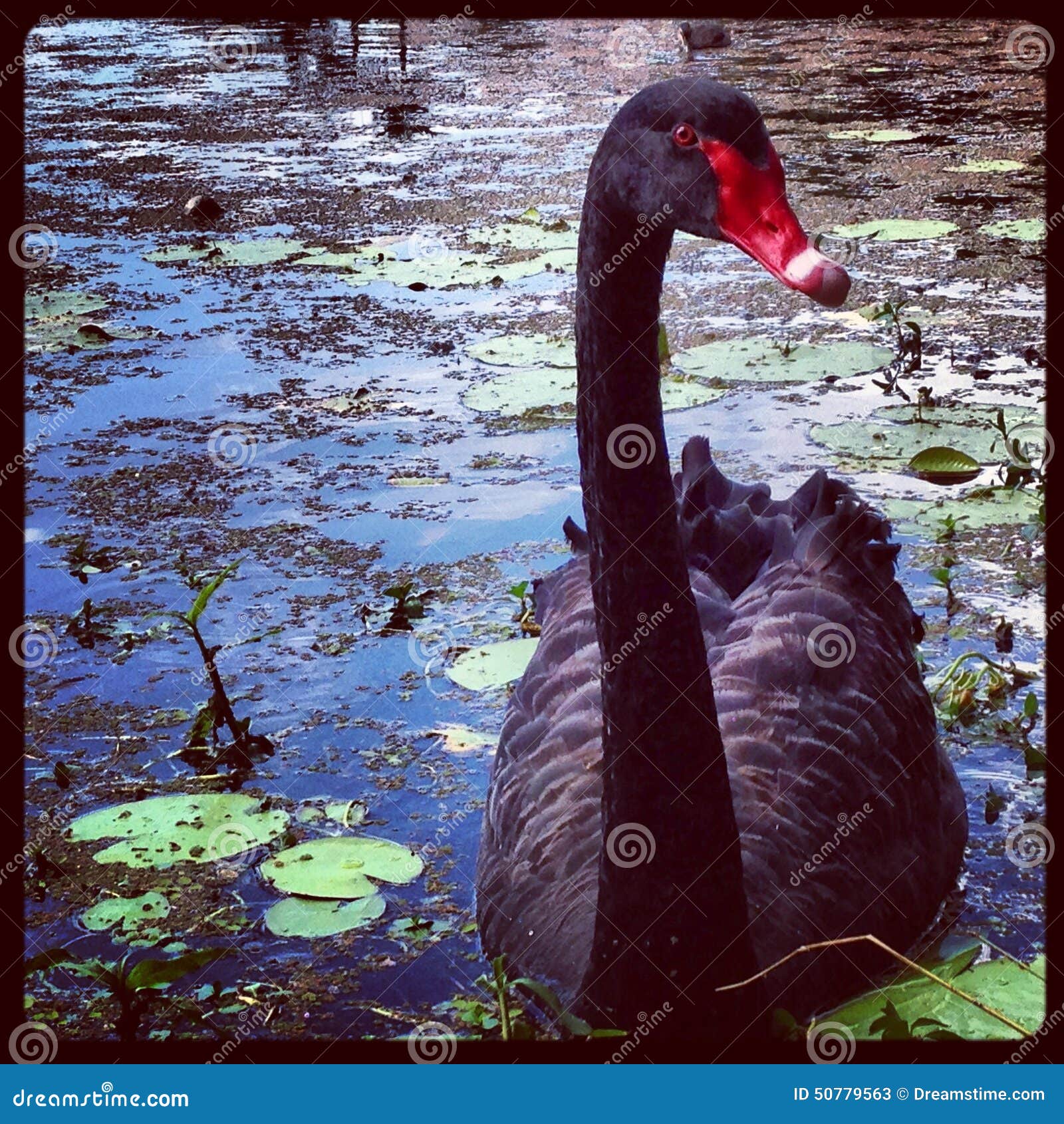 Swan black red bird stock image. Image of swan, black - 50779563
