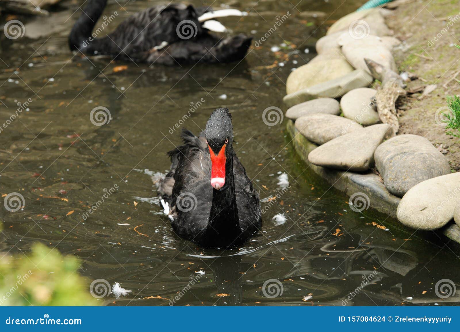 Black Swan Swimming in the Pool Stock Photo - Image of bird, swan ...