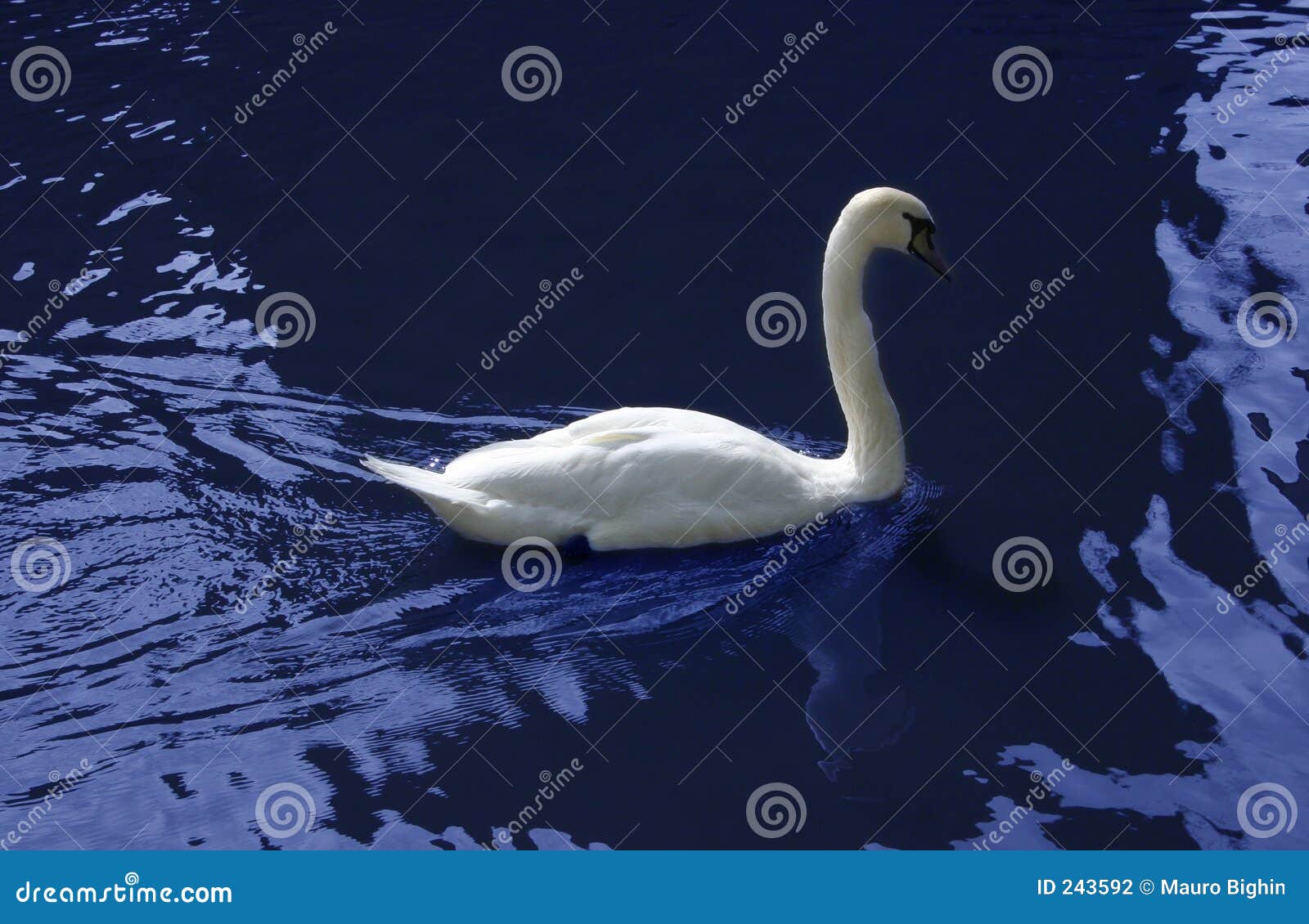 Swan in blue stock photo. Image of mist, feather, graceful - 243592