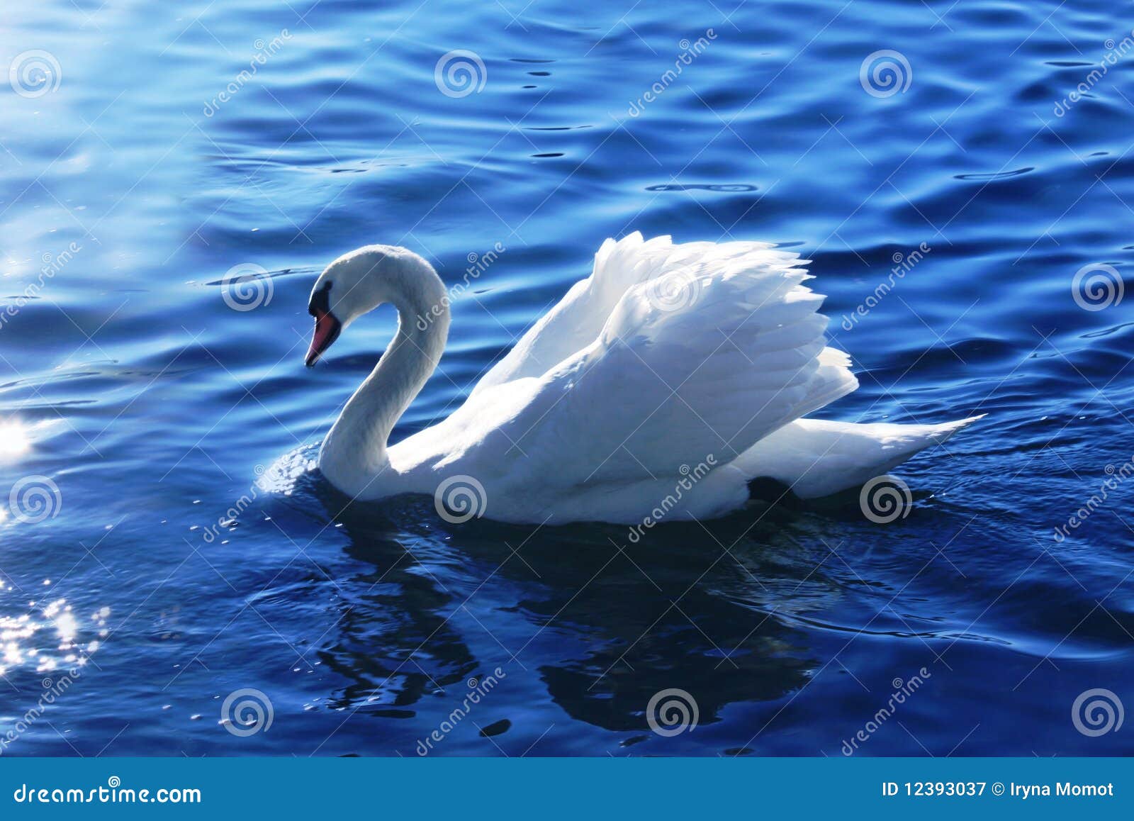 Swan blue lake stock image. Image of beak, wild, clean - 12393037