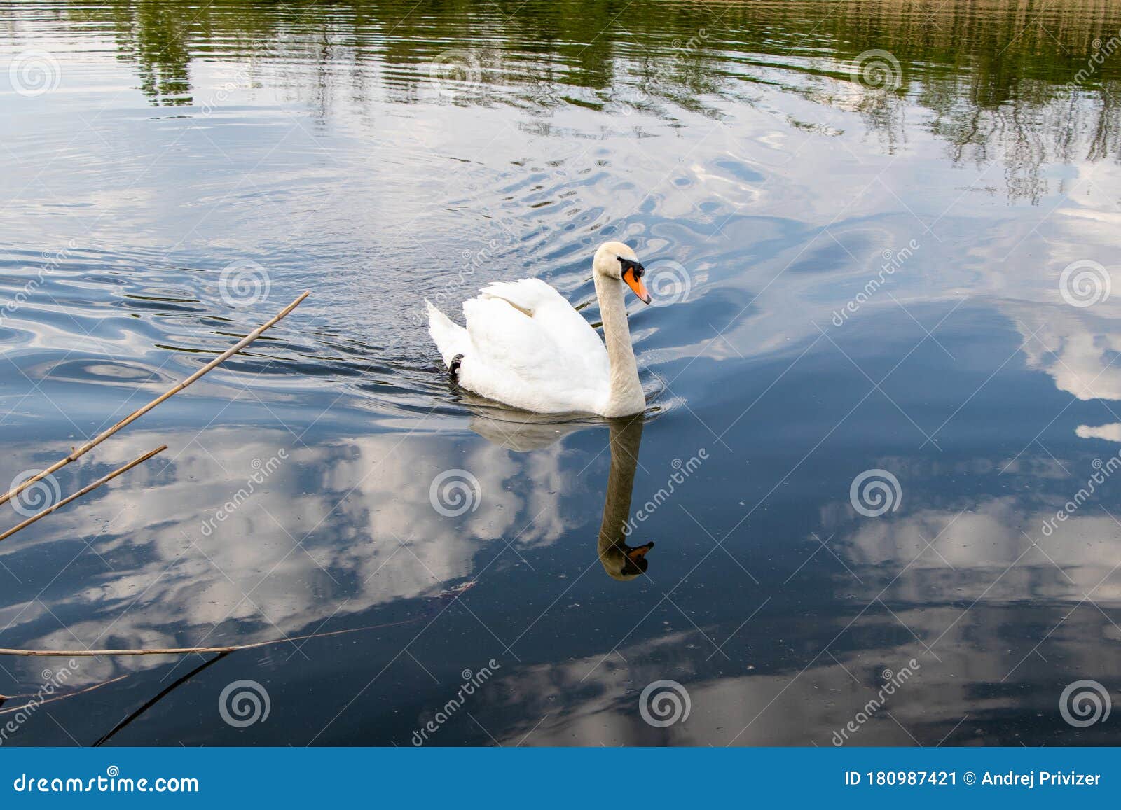 Swan on Blue Lake Water in Sunny Day Stock Image - Image of lovely ...