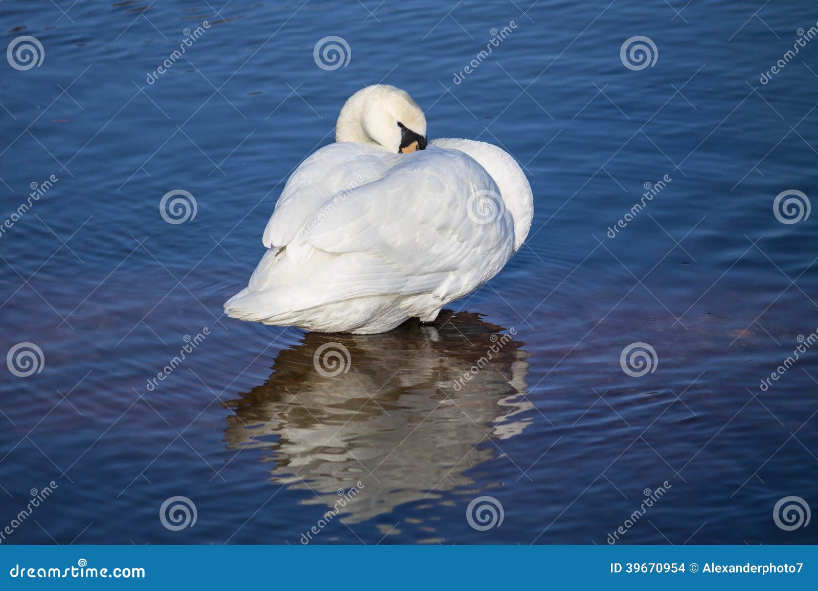 Swan in the blue ocean stock photo. Image of single, feather - 39670954