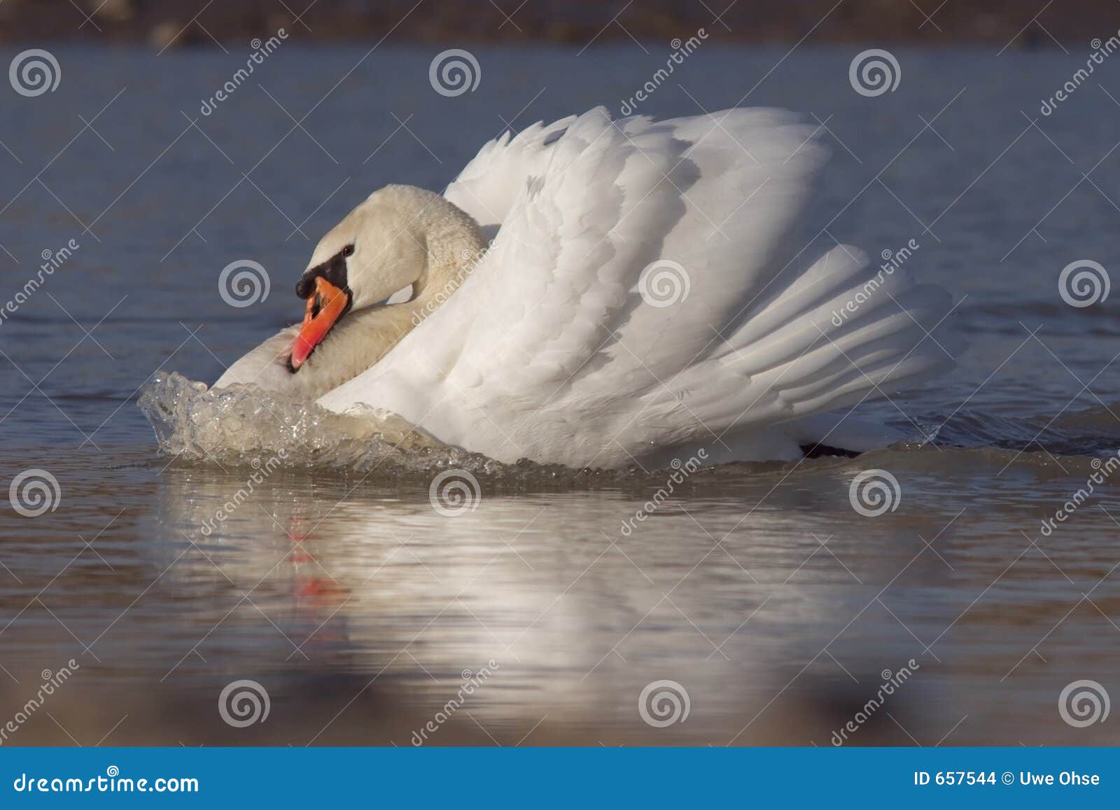 Swan with bow wave stock photo. Image of cygnus, blue, waterfowl - 657544