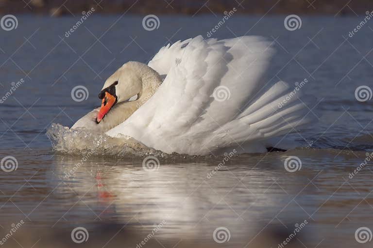 Swan with bow wave stock photo. Image of cygnus, blue, waterfowl - 657544
