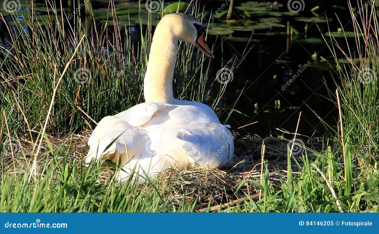Swan Breeds in Nest Near Pond Stock Video - Video of beautiful, nature ...