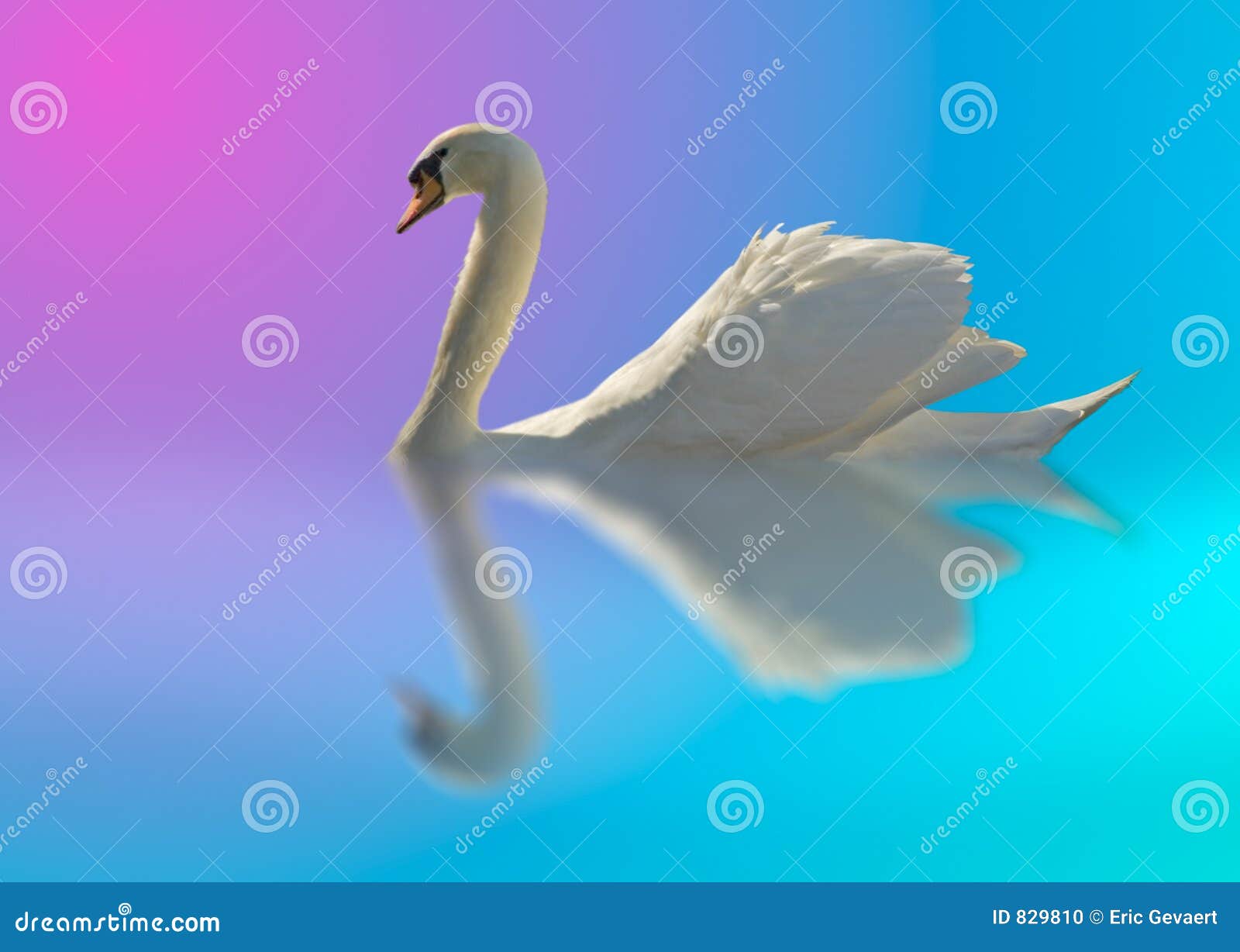 Swan in bright colors stock photo. Image of swans, graceful - 829810