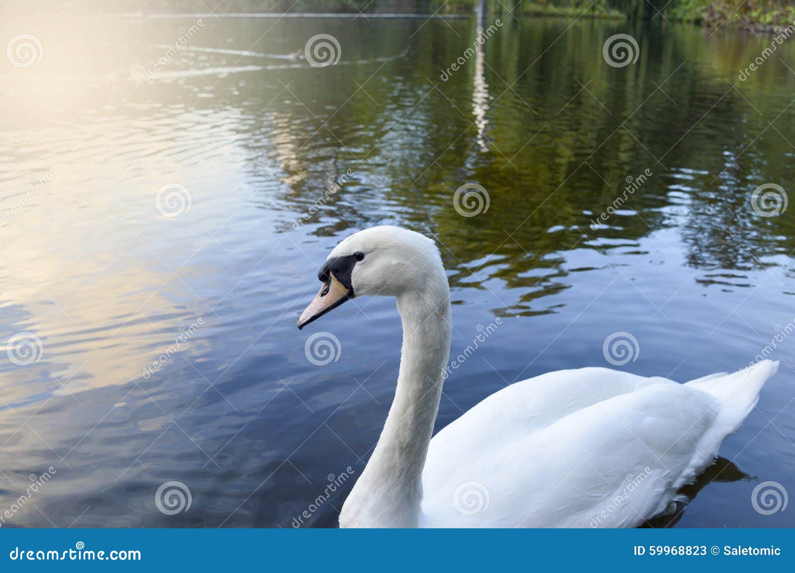 Swan in calm idyllic lake stock image. Image of landscape - 59968823