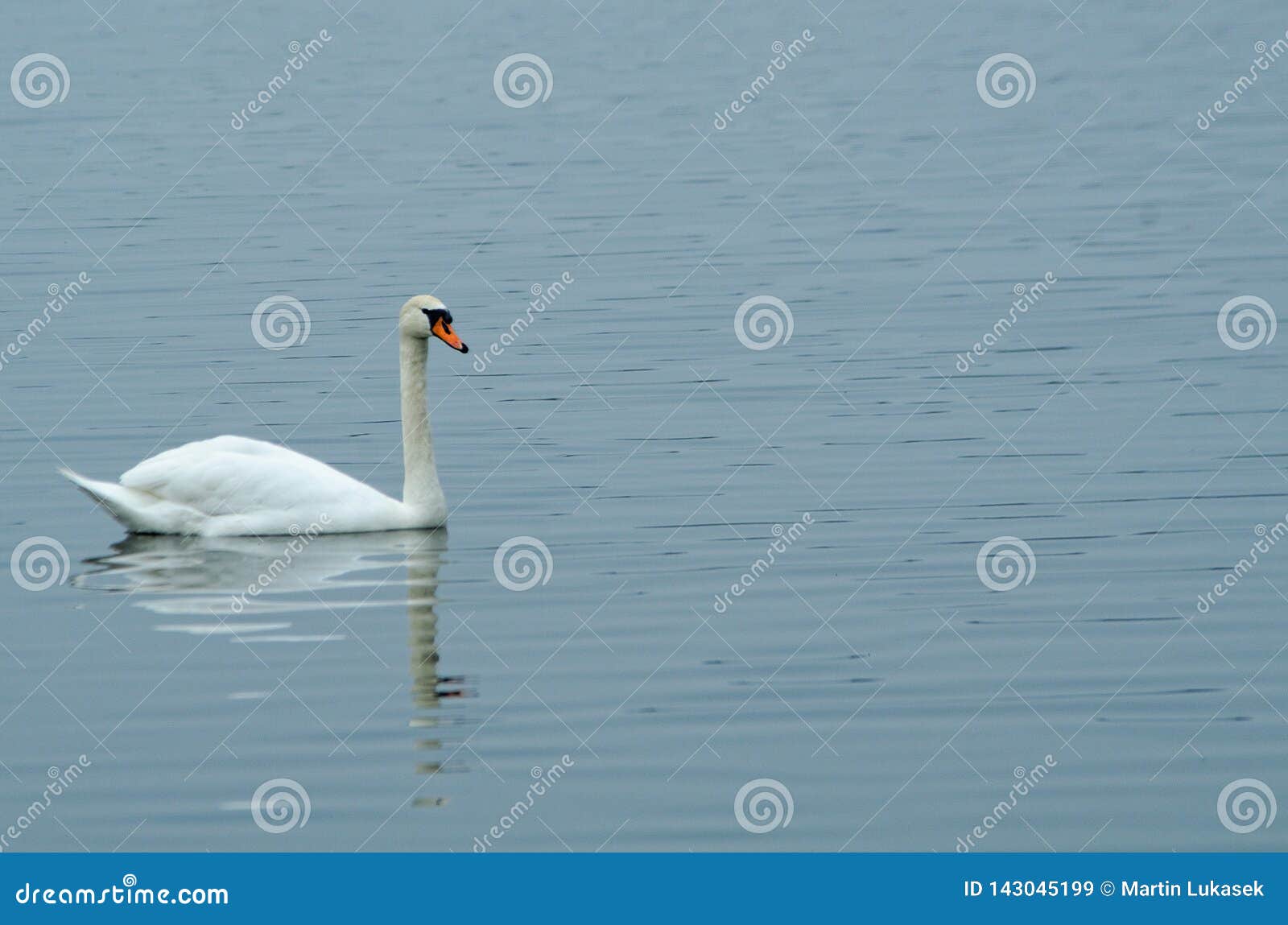 Swan on Calm Lake Water Surface Stock Image - Image of water, animal ...