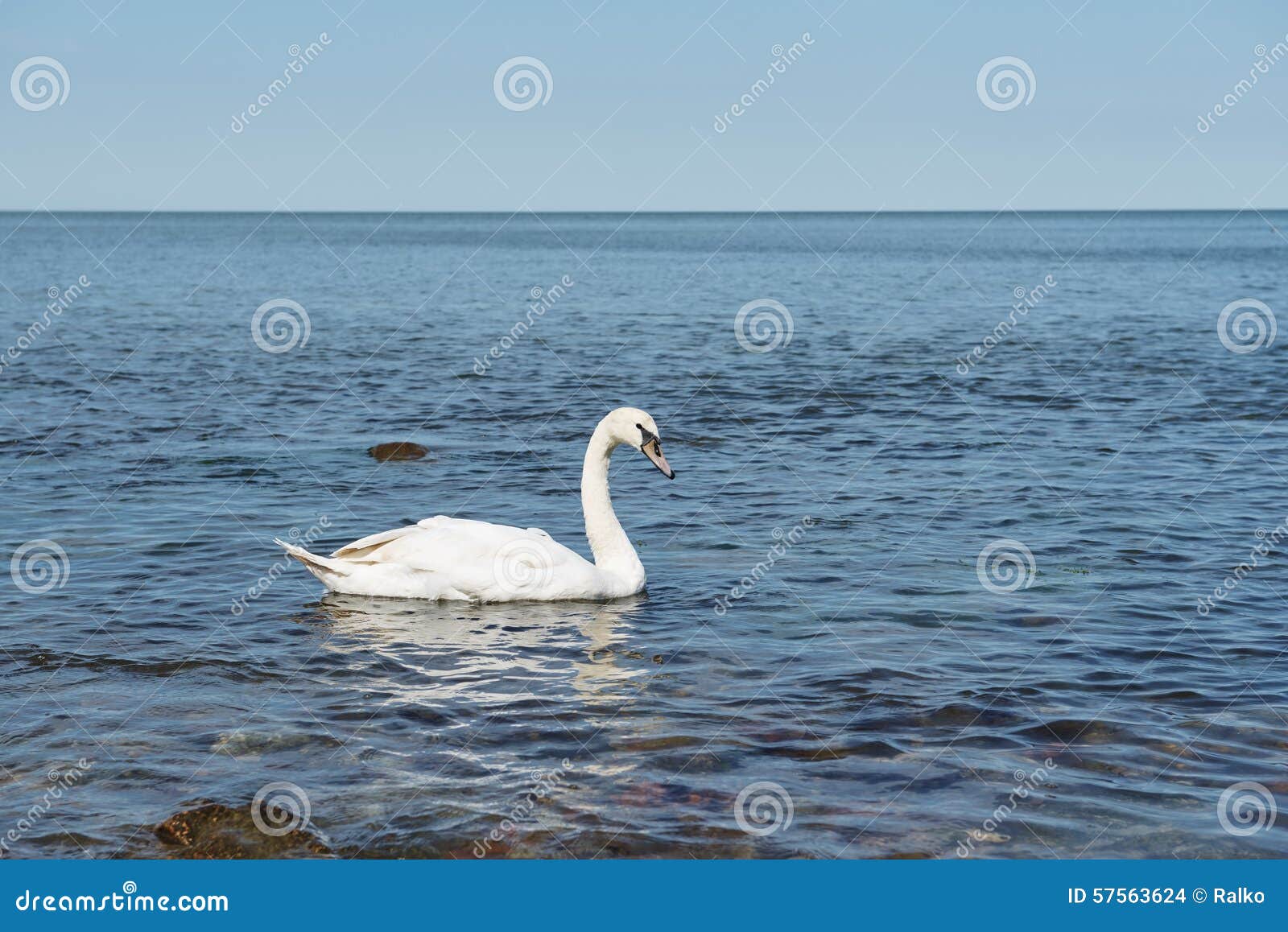 Swan in calm water stock photo. Image of grace, plumage - 57563624