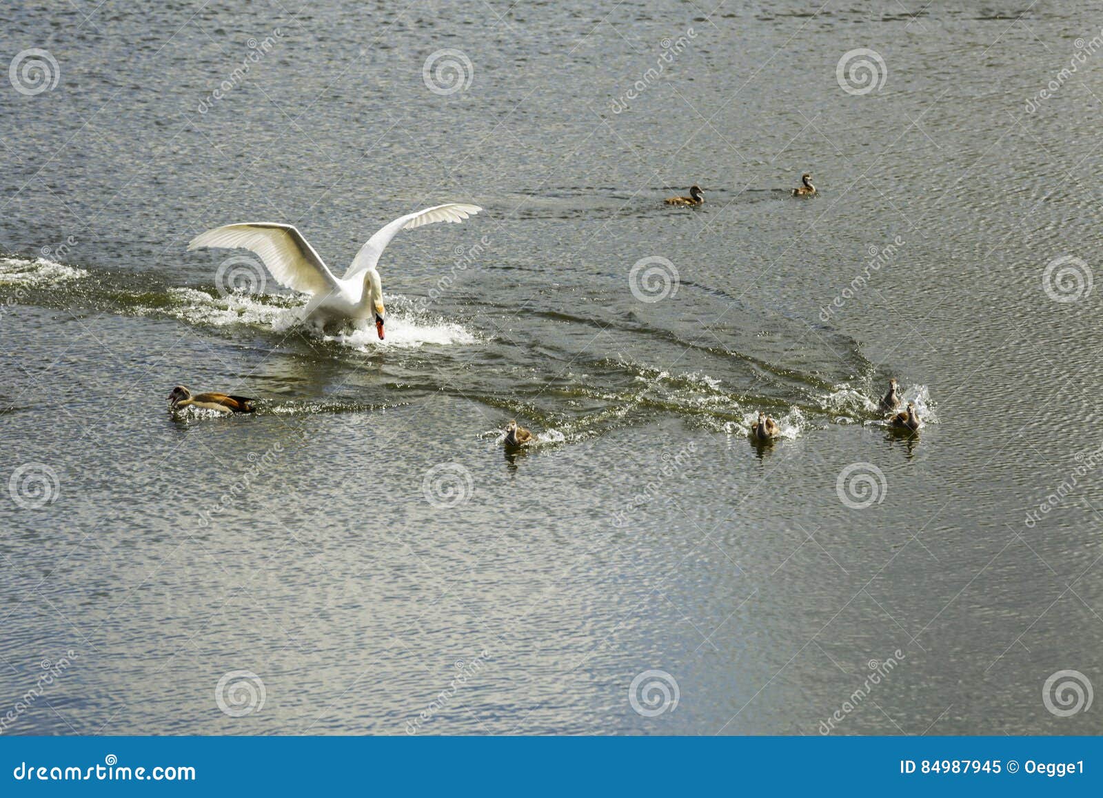 997 Ducks Action Stock Photos - Free & Royalty-Free Stock Photos from ...