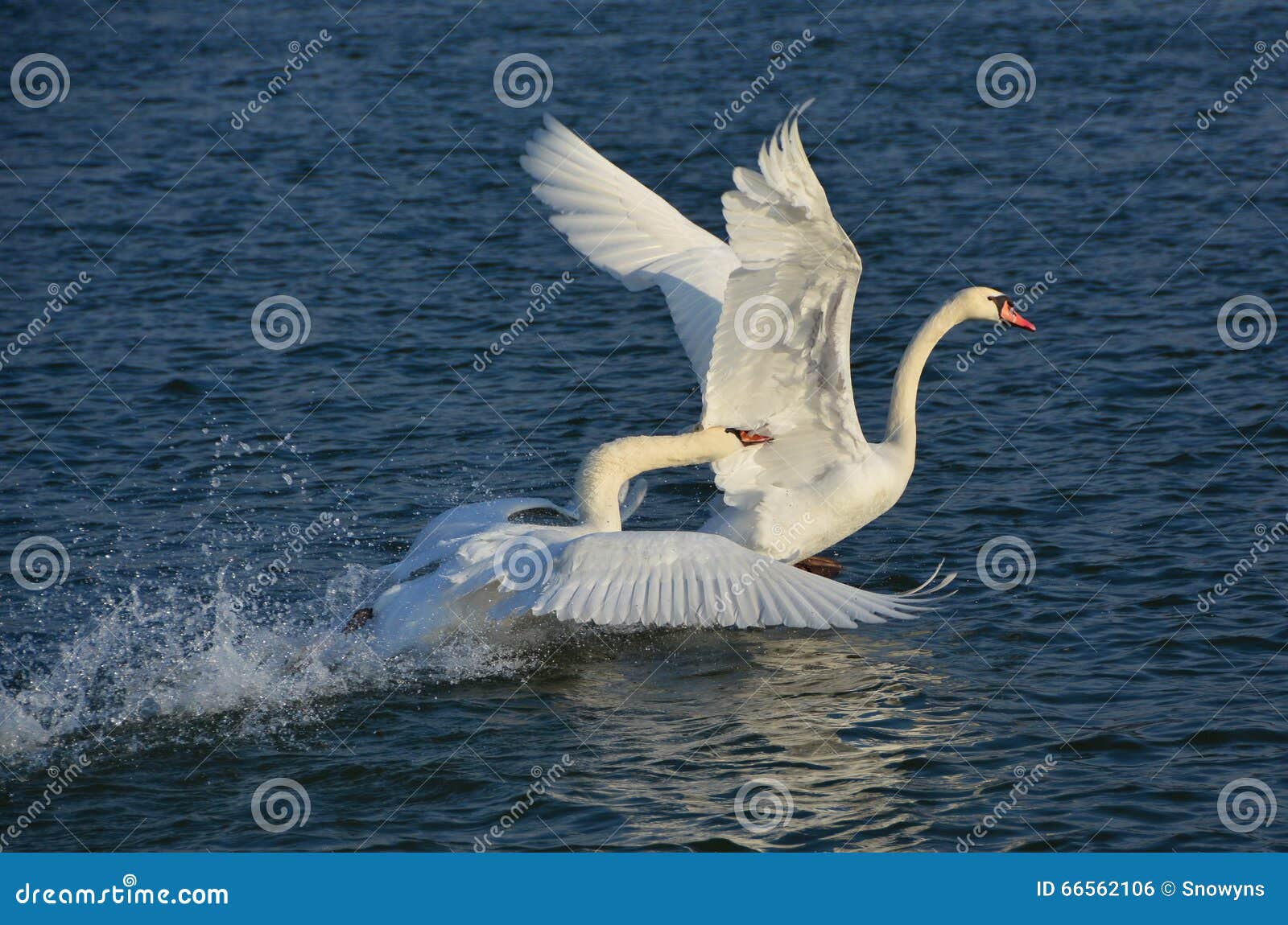 Swan Chasing Another Swan stock photo. Image of attack - 66562106