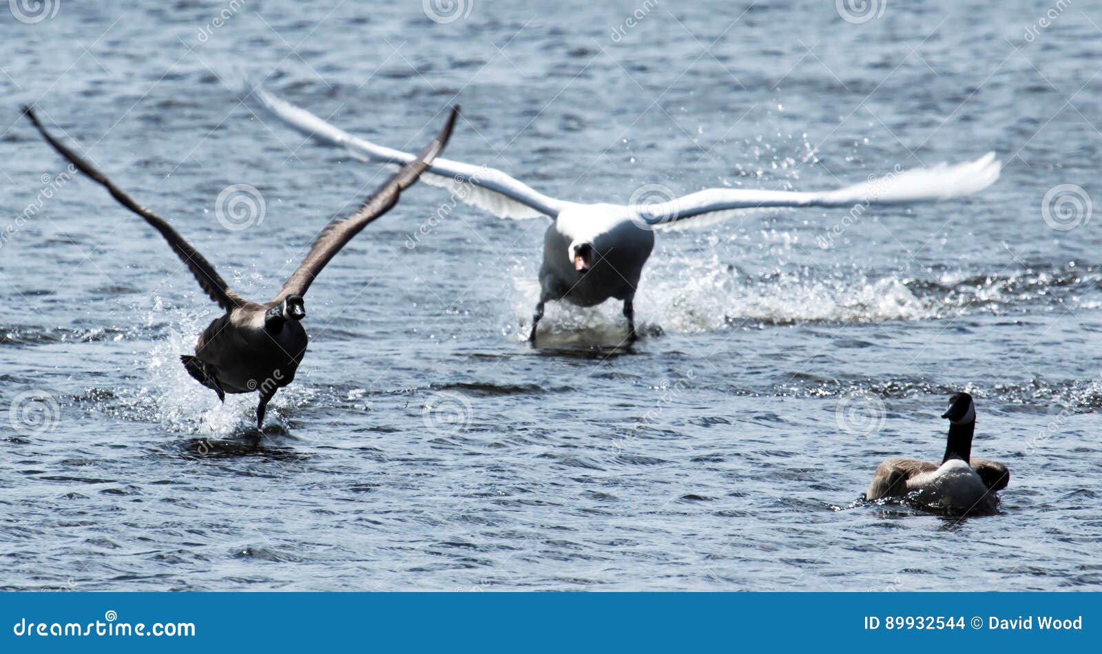 Swan Chasing Canadian Goose Stock Photo - Image of environment, long ...