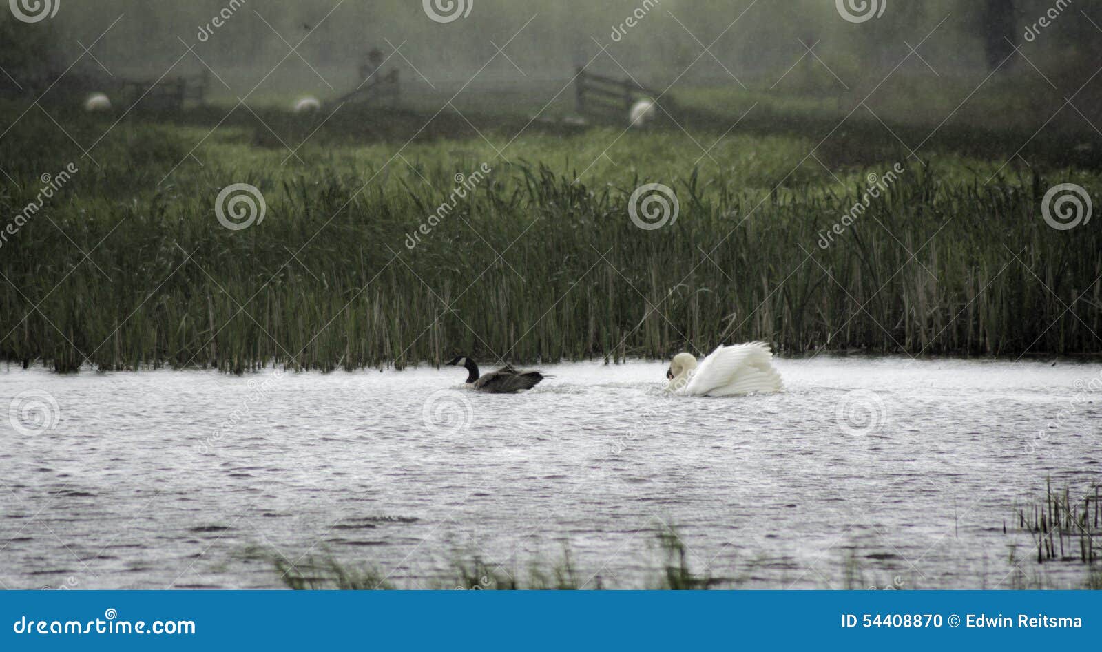 Swan chasing a goose stock photo. Image of surrealism - 54408870