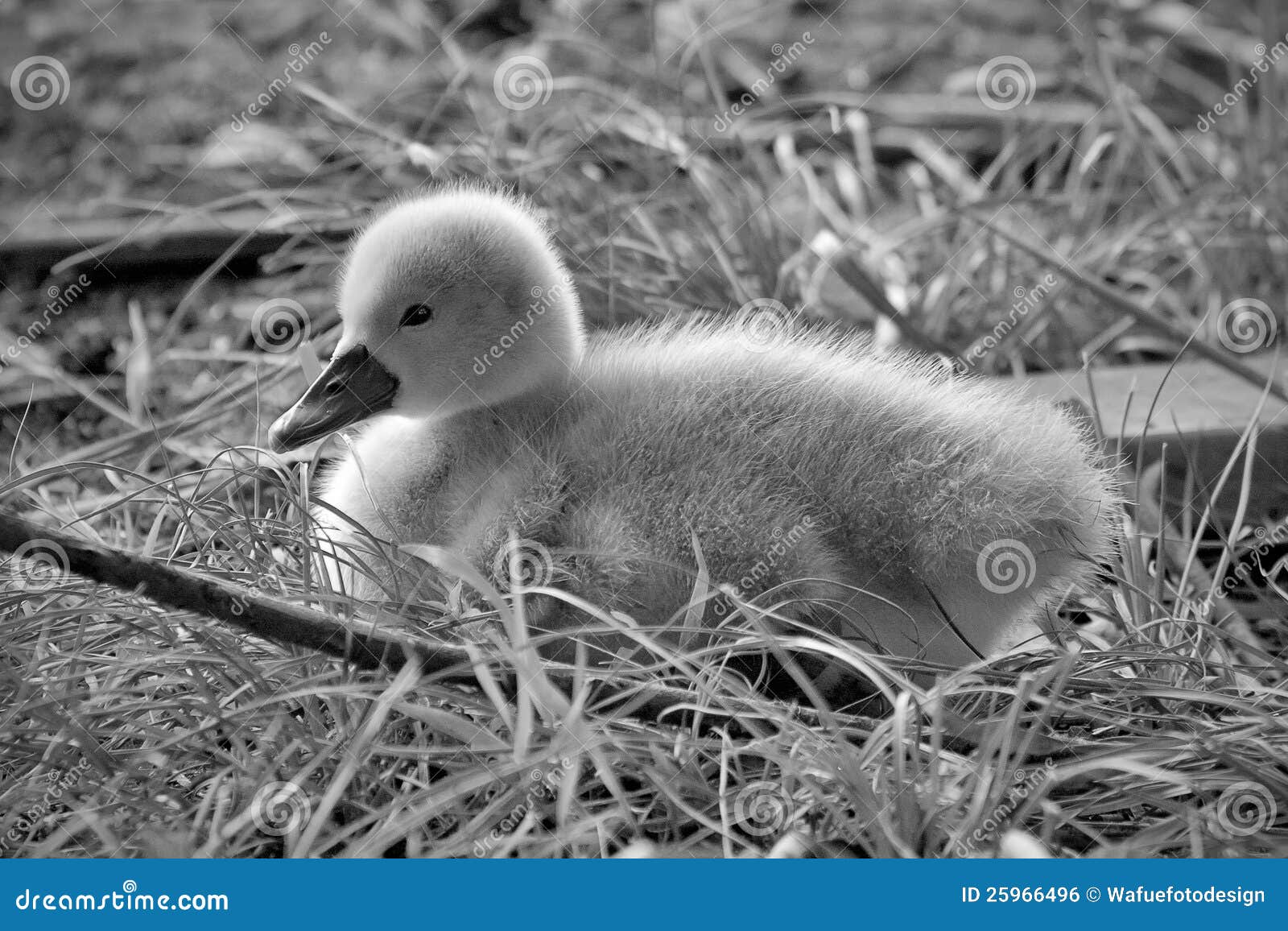 Swan Chick stock photo. Image of shore, lake, water, cute - 25966496
