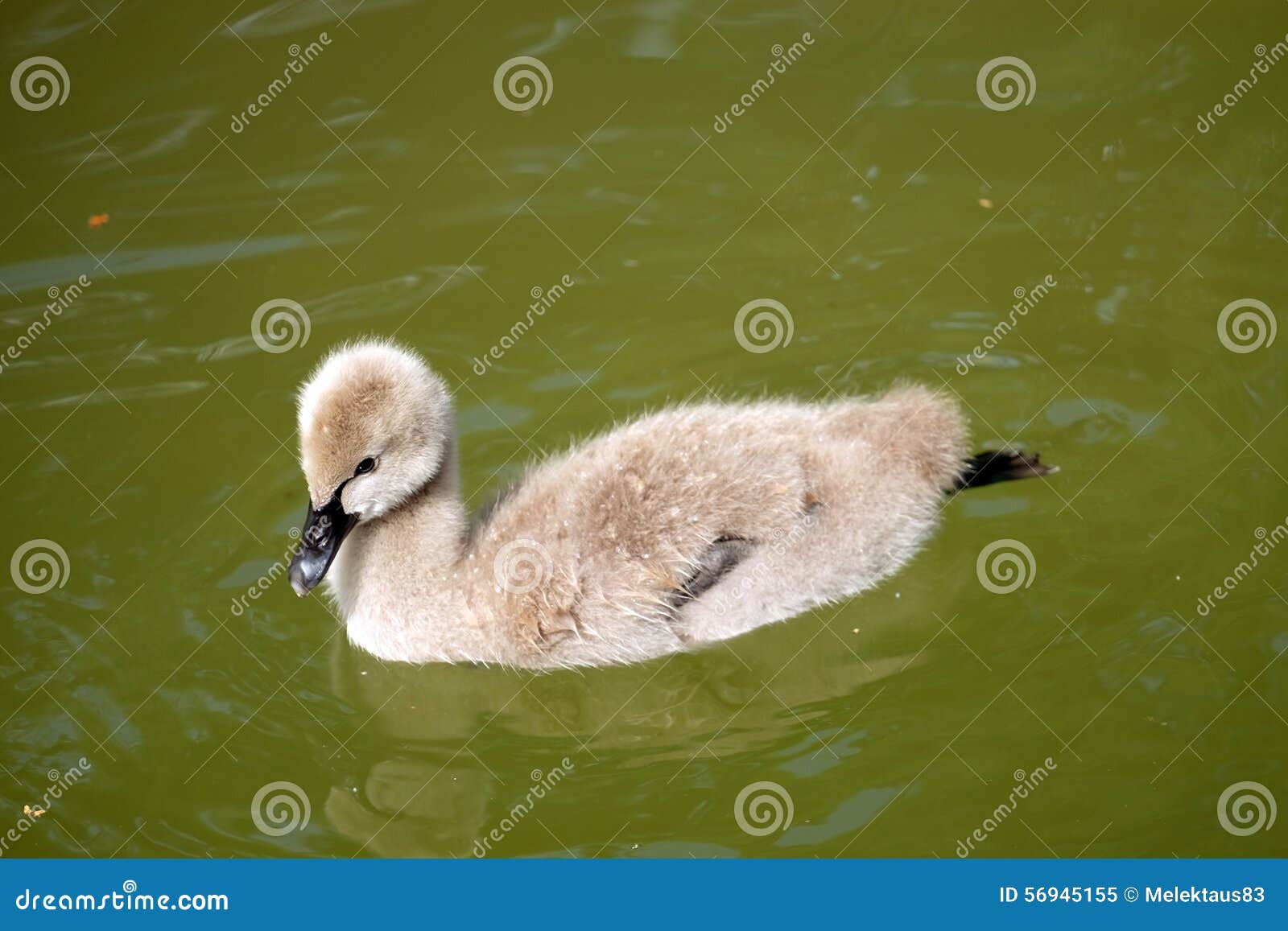 Swan chick stock image. Image of bird, water, animal - 56945155