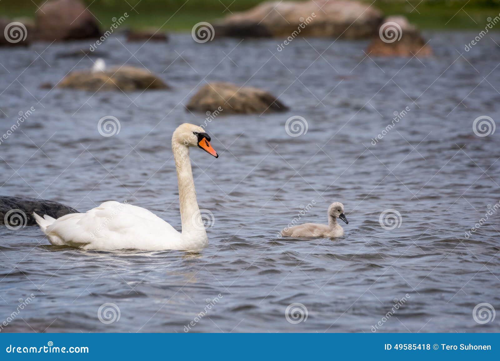 Swan and chick stock photo. Image of spring, youth, water - 49585418