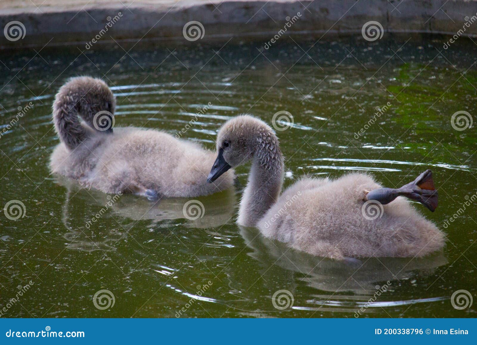 Swan chick stock photo. Image of nature, ornithology - 200338796