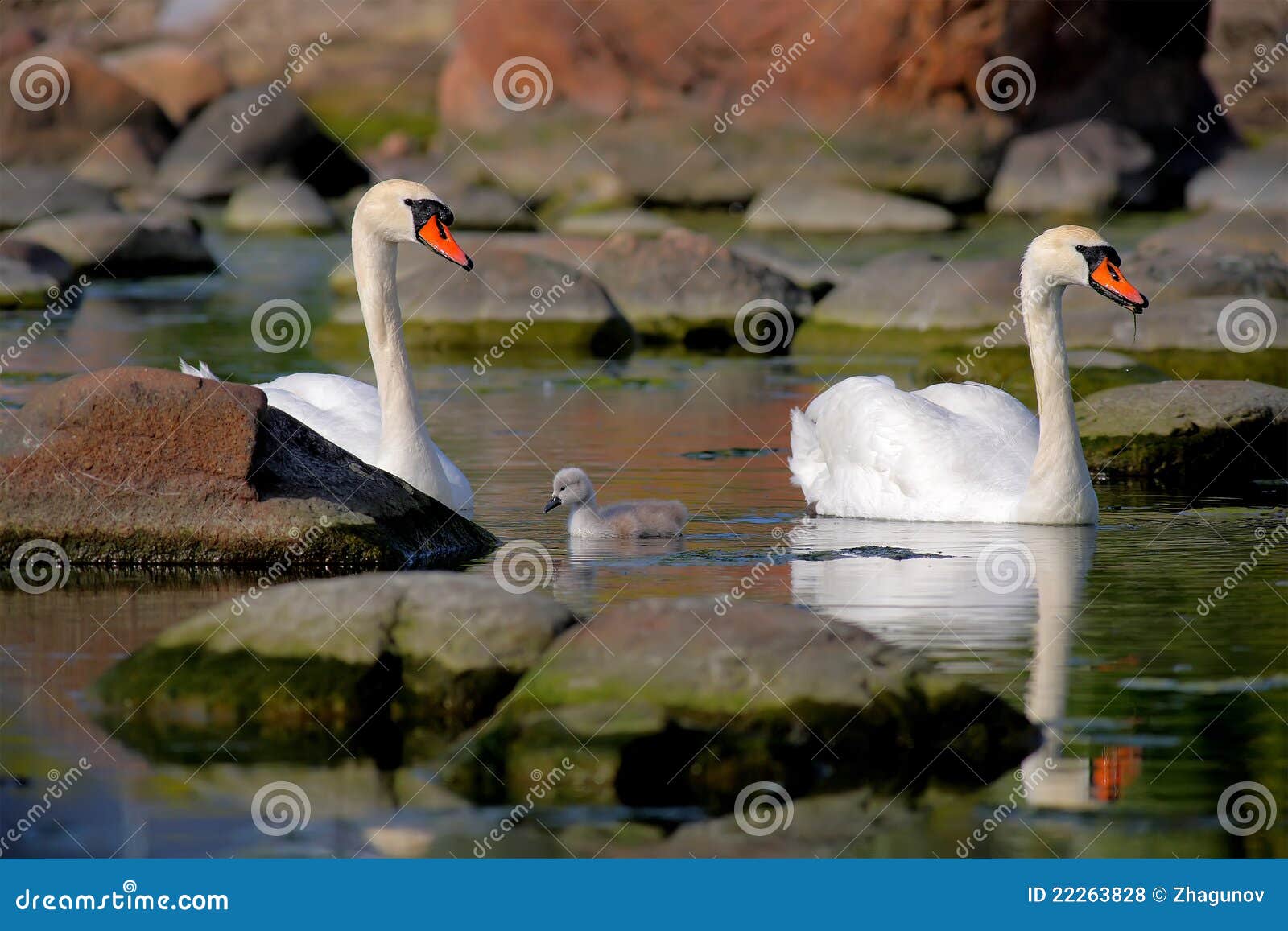Swan chick with parents stock photo. Image of children - 22263828