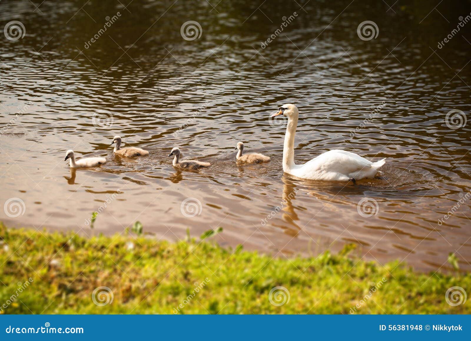 Swan and chick swans stock photo. Image of family, baby - 56381948