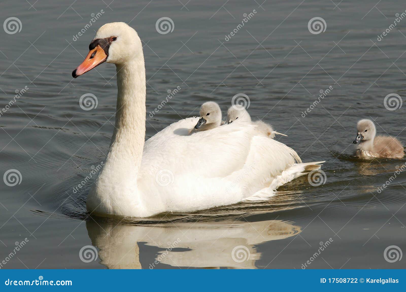 Swan with chicks stock photo. Image of offspring, chicks - 17508722