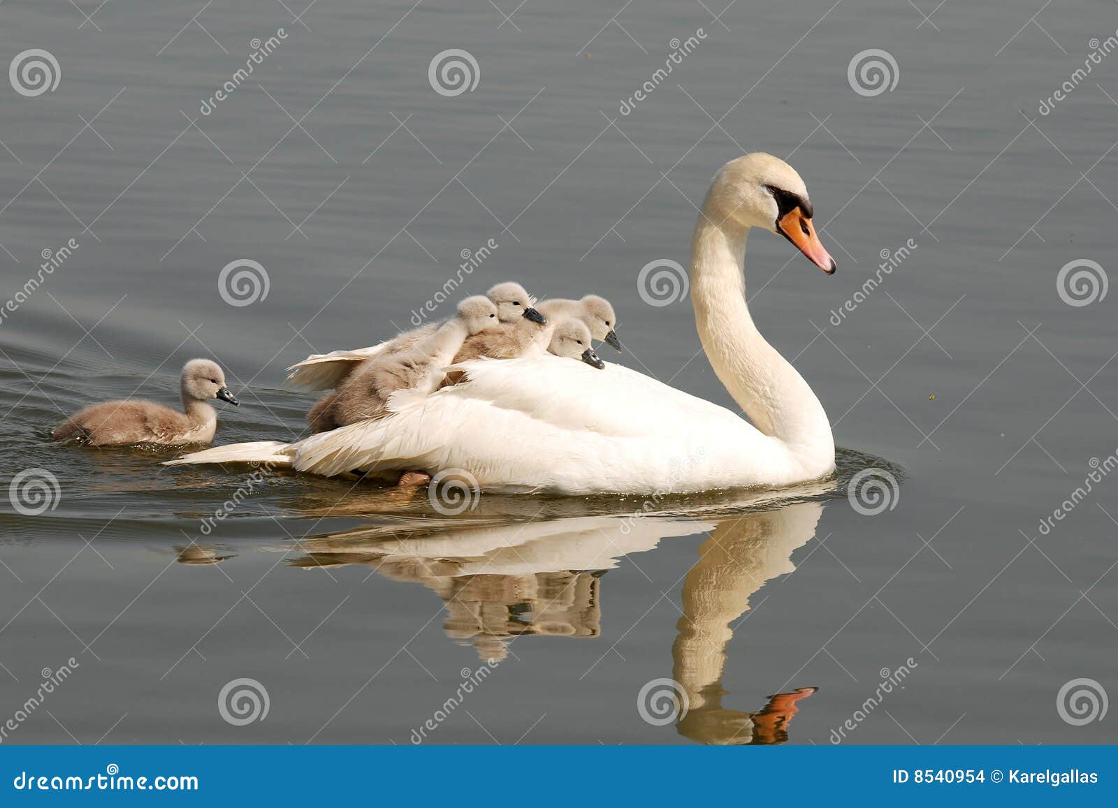 Swan with chicks stock photo. Image of cygnus, innocent - 8540954