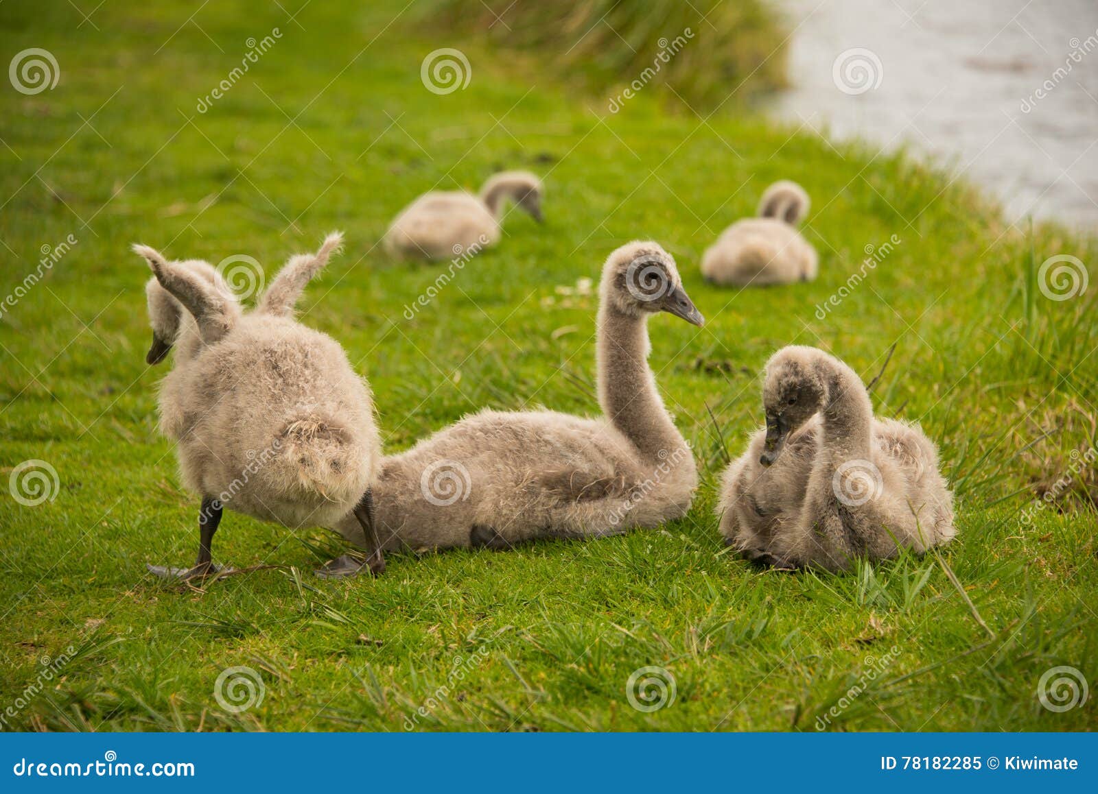 Swan chicks stock image. Image of chicks, mother, outdoor - 78182285