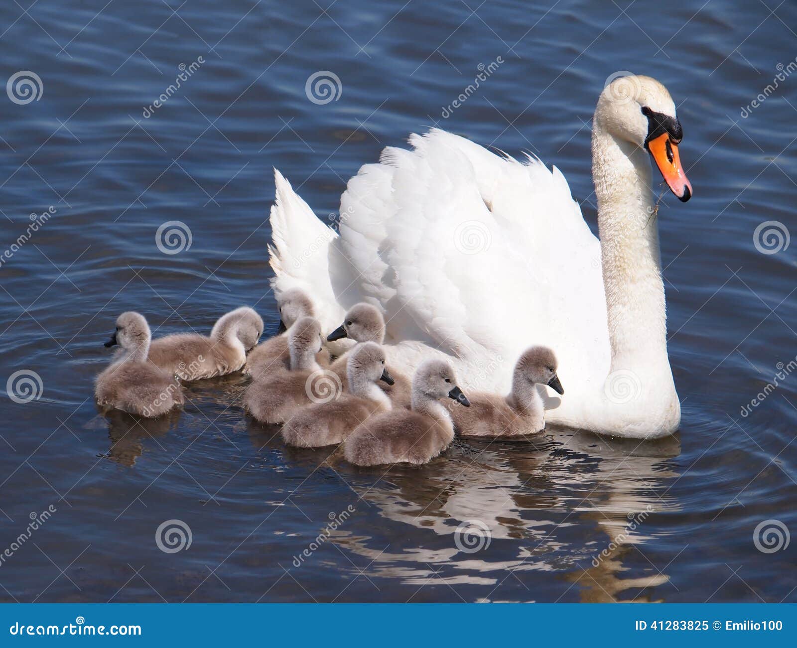 Swan with chicks stock image. Image of quack, duckling - 41283825