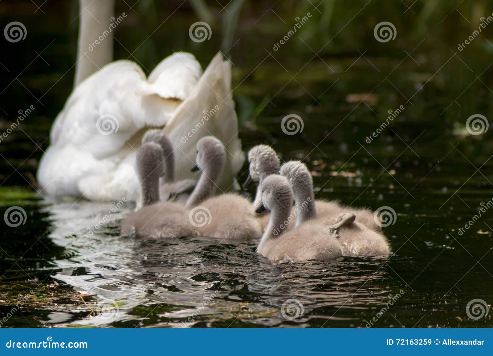 Swan with Chicks, Cygnus Ugly Ducklings Stock Image - Image of love ...