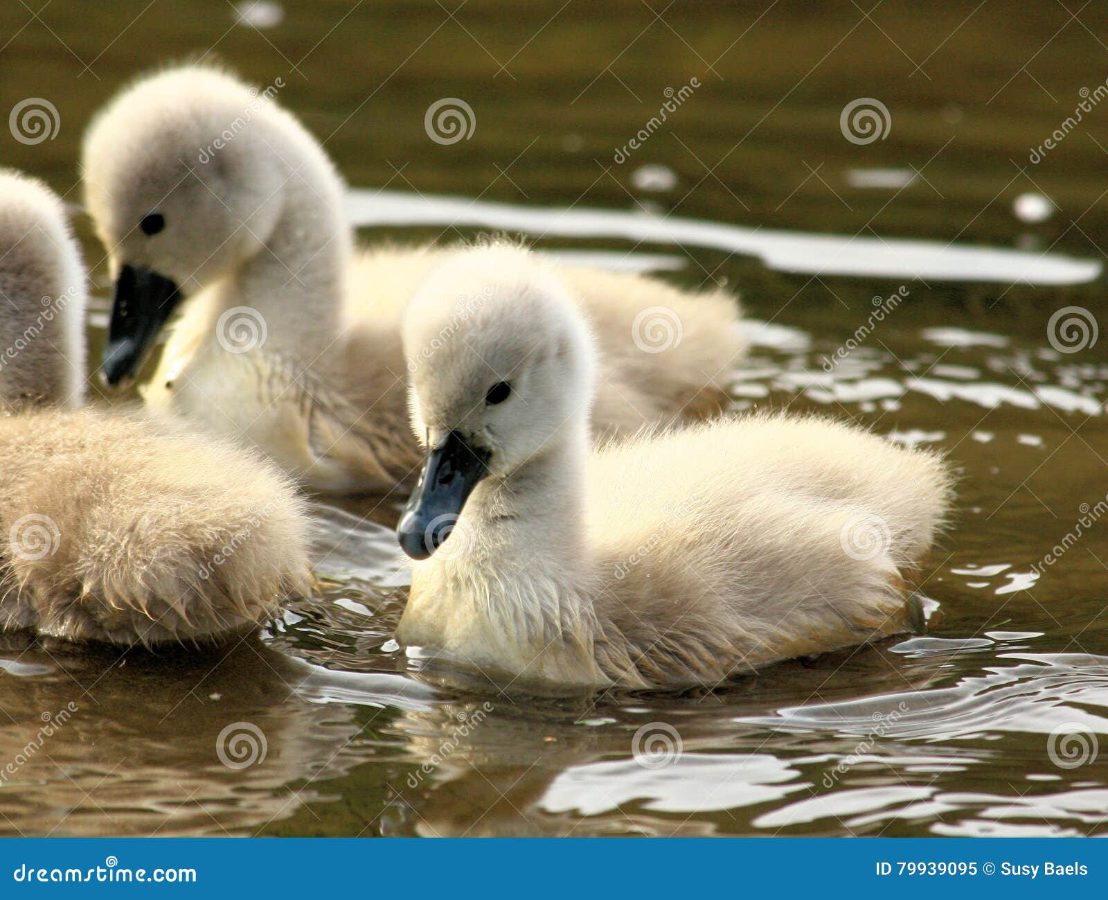 Swan chicks stock image. Image of european, couple, ugly - 79939095