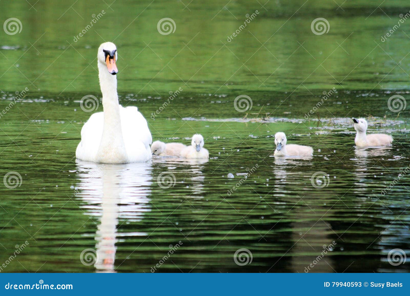 Swan with chicks stock image. Image of pond, emigrant - 79940593