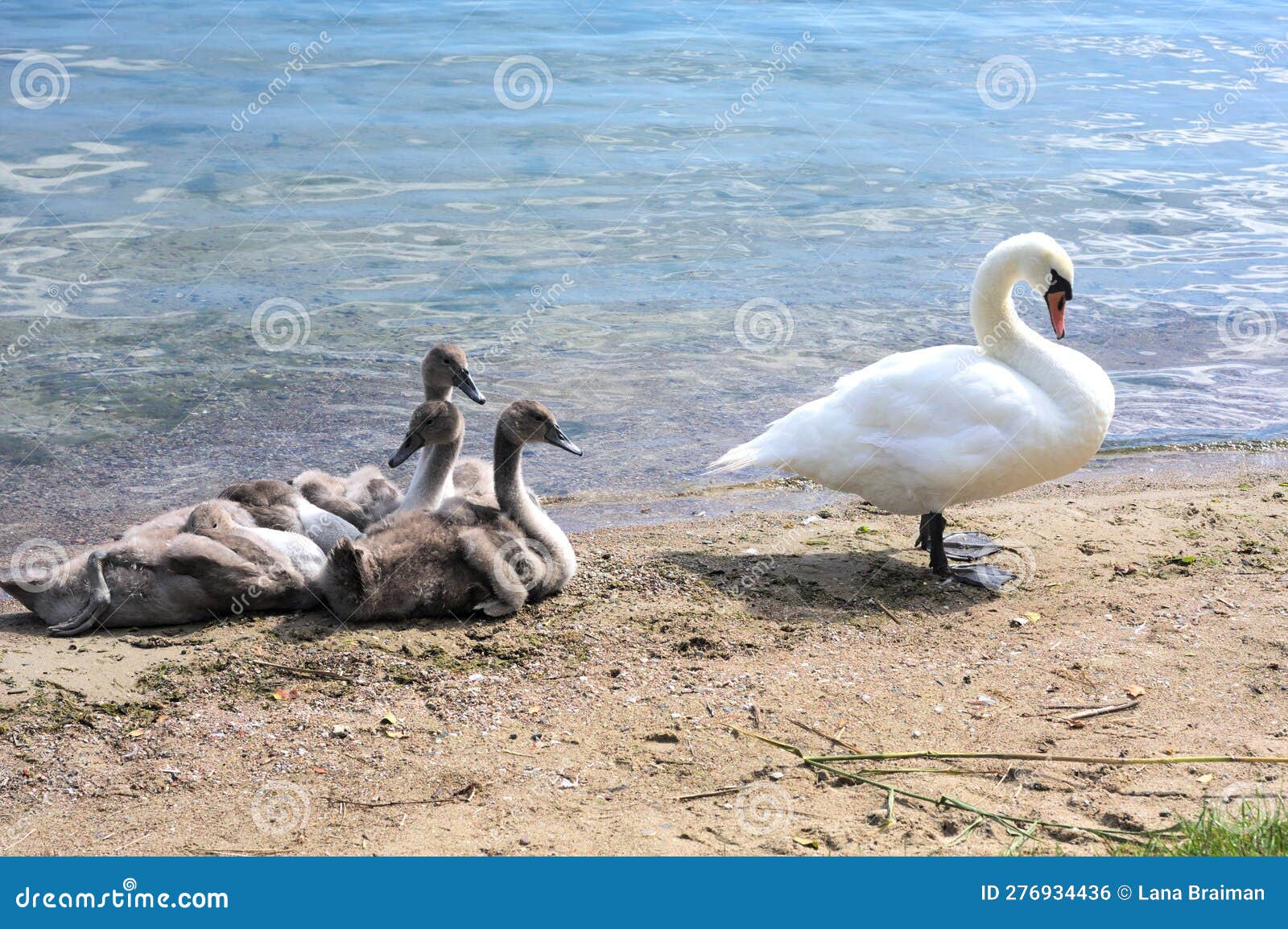 Swan with Chicks on the Lake Stock Photo - Image of lake, nature: 276934436