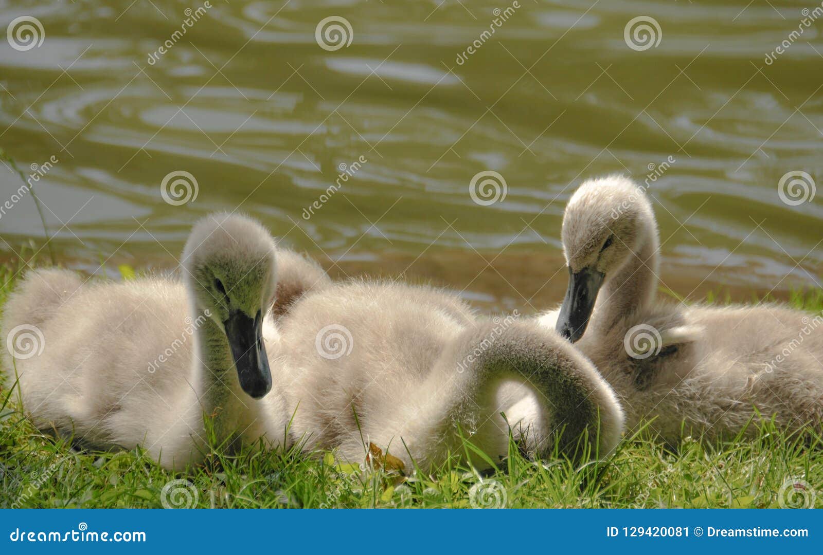 Swan chicks near a pond stock image. Image of playing - 129420081