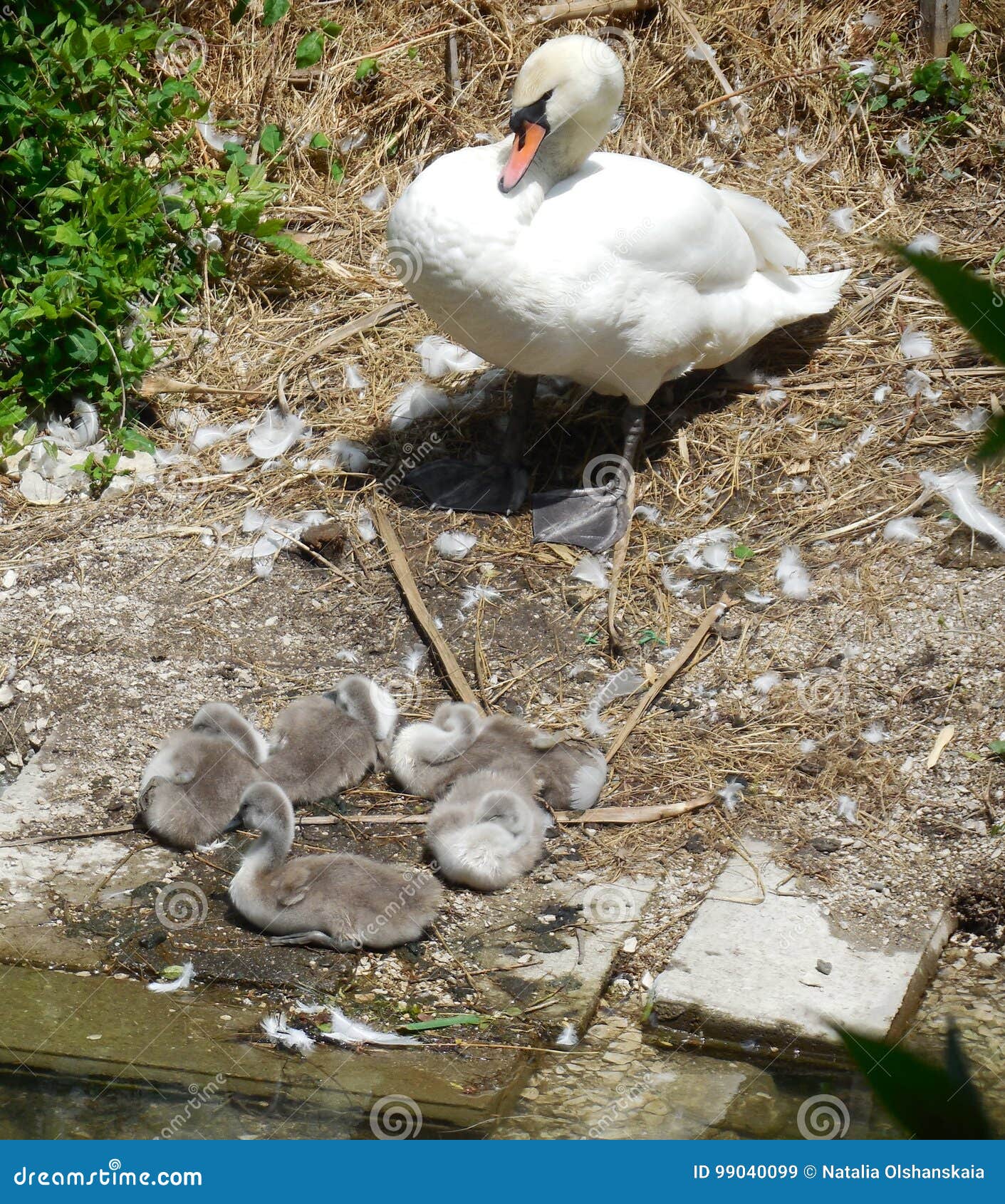 Swan with Chicks stock image. Image of wildlife, feathers - 99040099