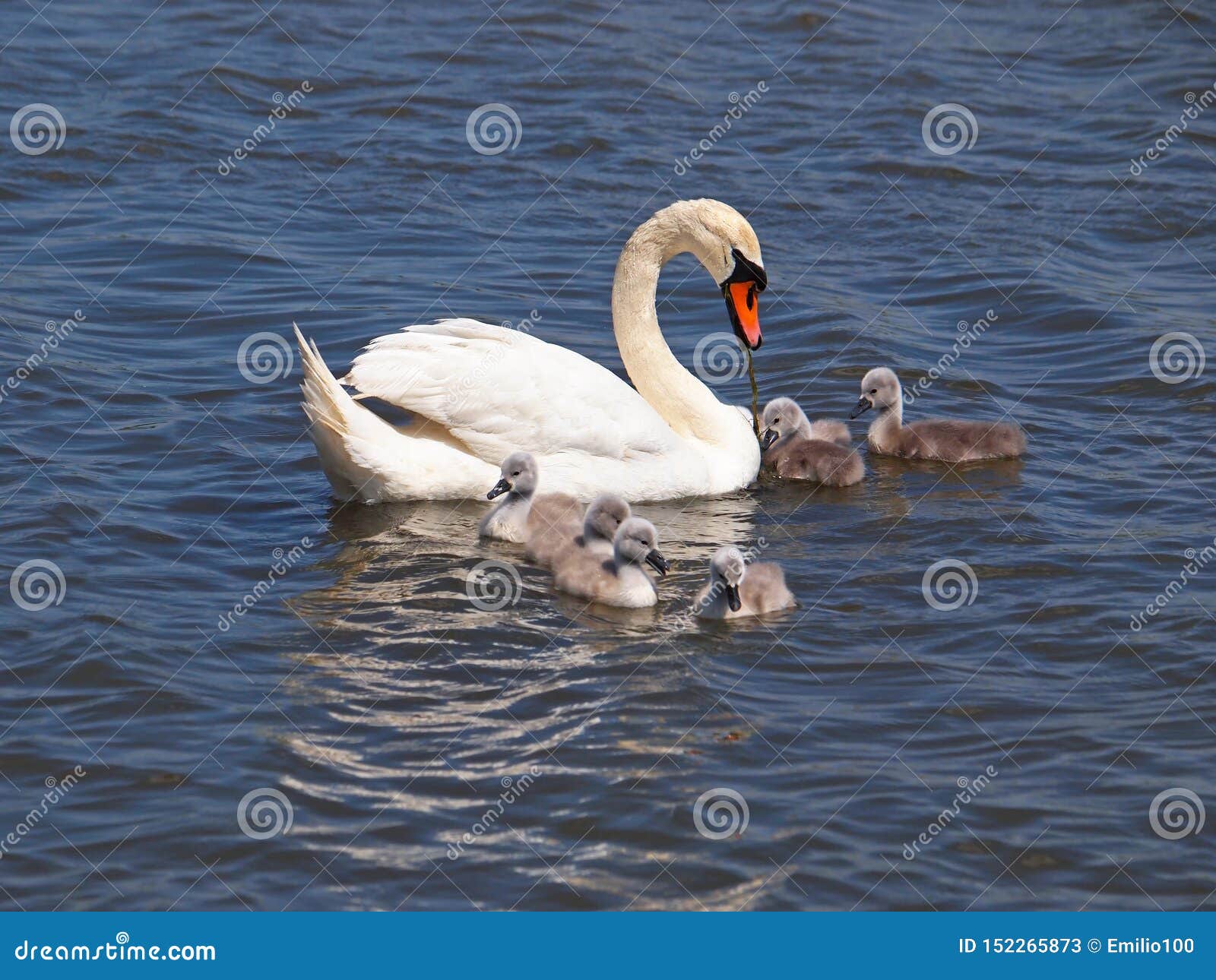 Swan with Chicks on the Water Stock Image - Image of small, innocent ...