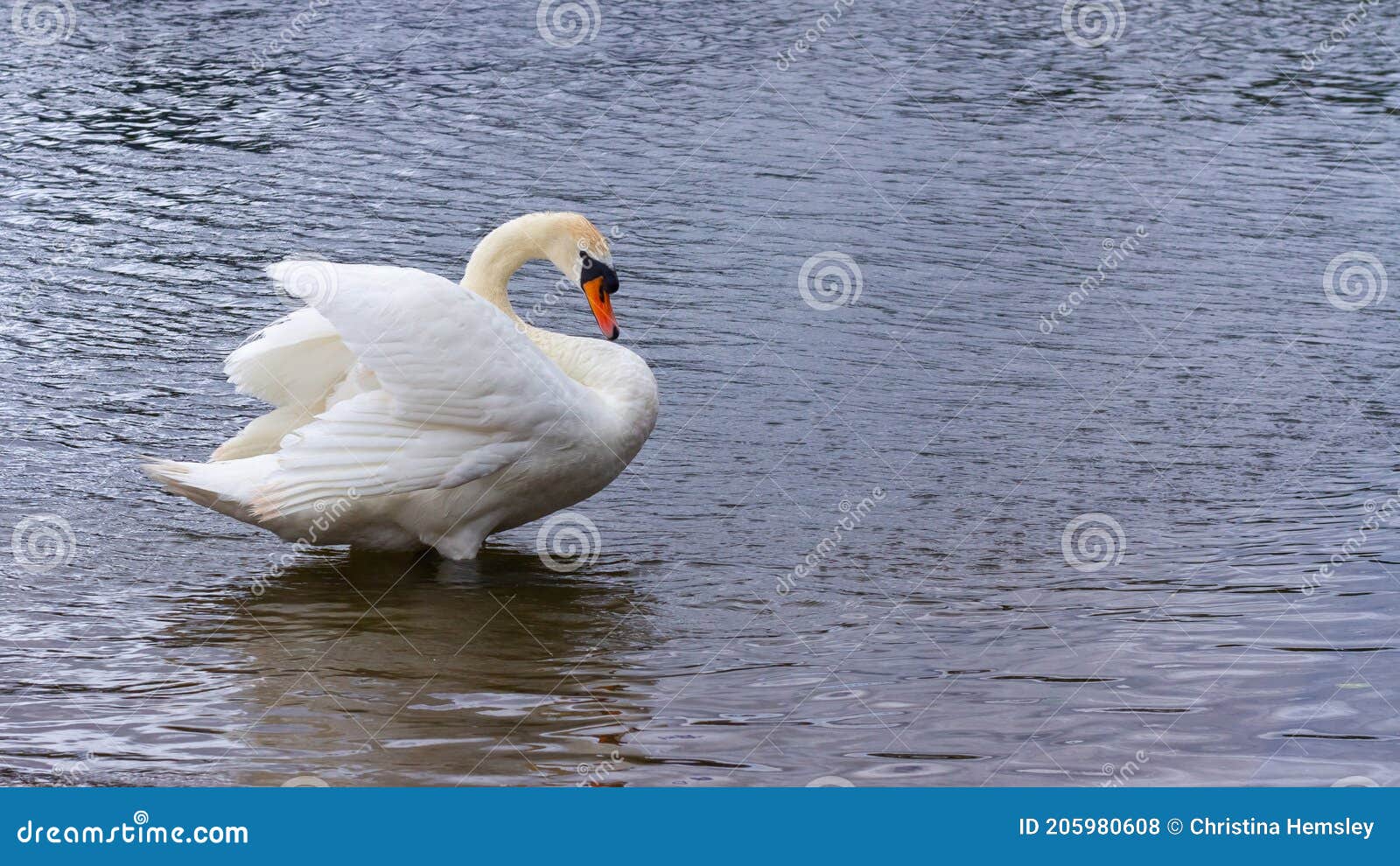 Swan cleaning itself stock photo. Image of englnd, plummage - 205980608