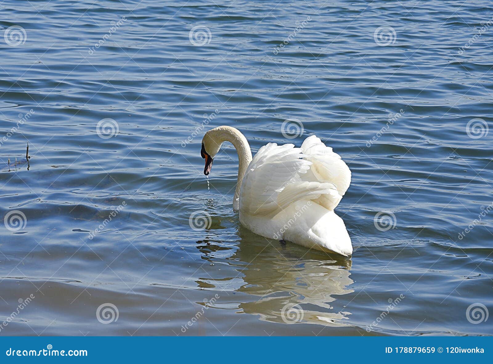 Swan stock image. Image of calm, water, clear, purity - 178879659