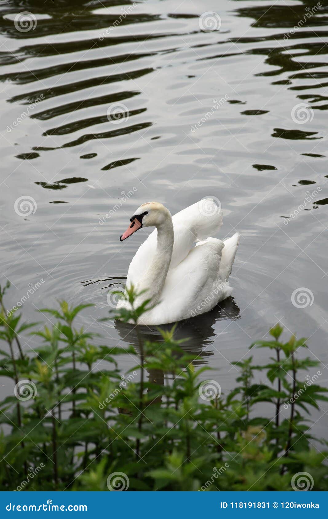 Swan stock image. Image of elegant, closeup, enchanting - 118191831