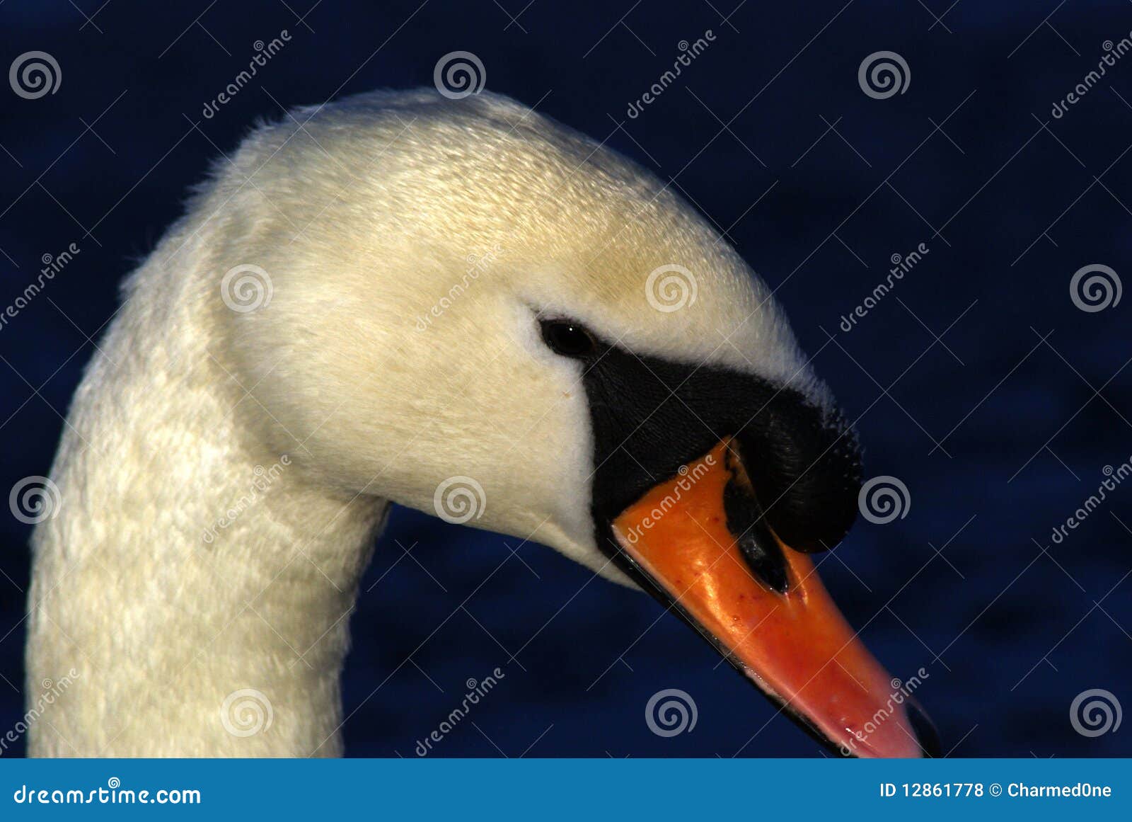 Swan close up stock photo. Image of wildlife, swan, close - 12861778