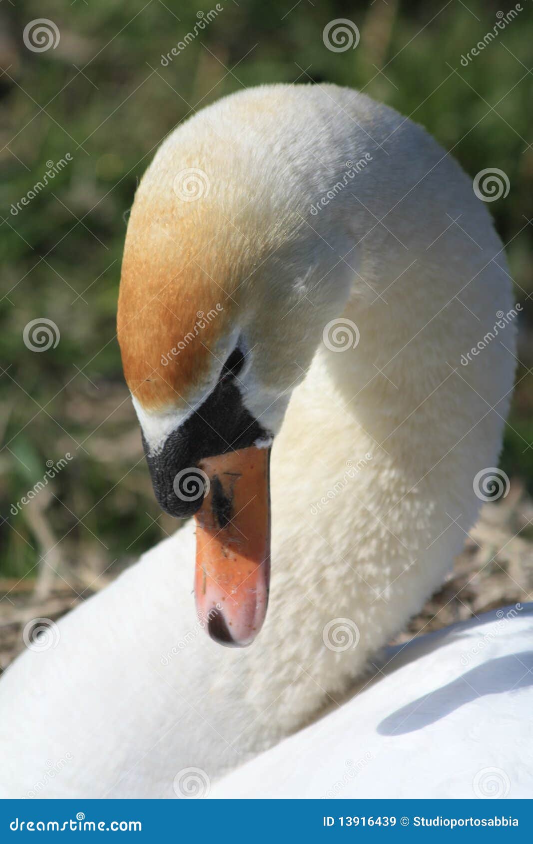 Swan close up stock image. Image of close, nest, wings - 13916439