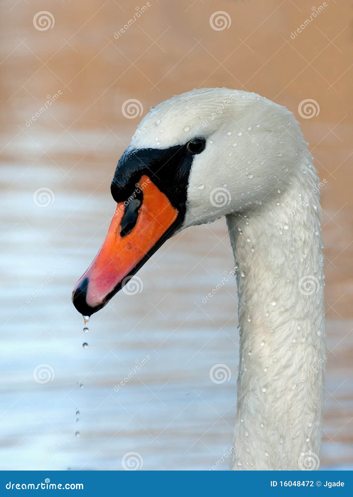 Swan Close Up stock photo. Image of water, isolation - 16048472