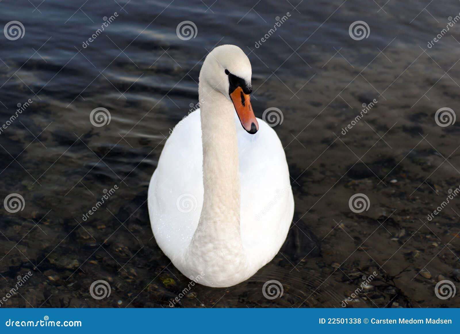 Swan close-up stock photo. Image of wild, mother, group - 22501338