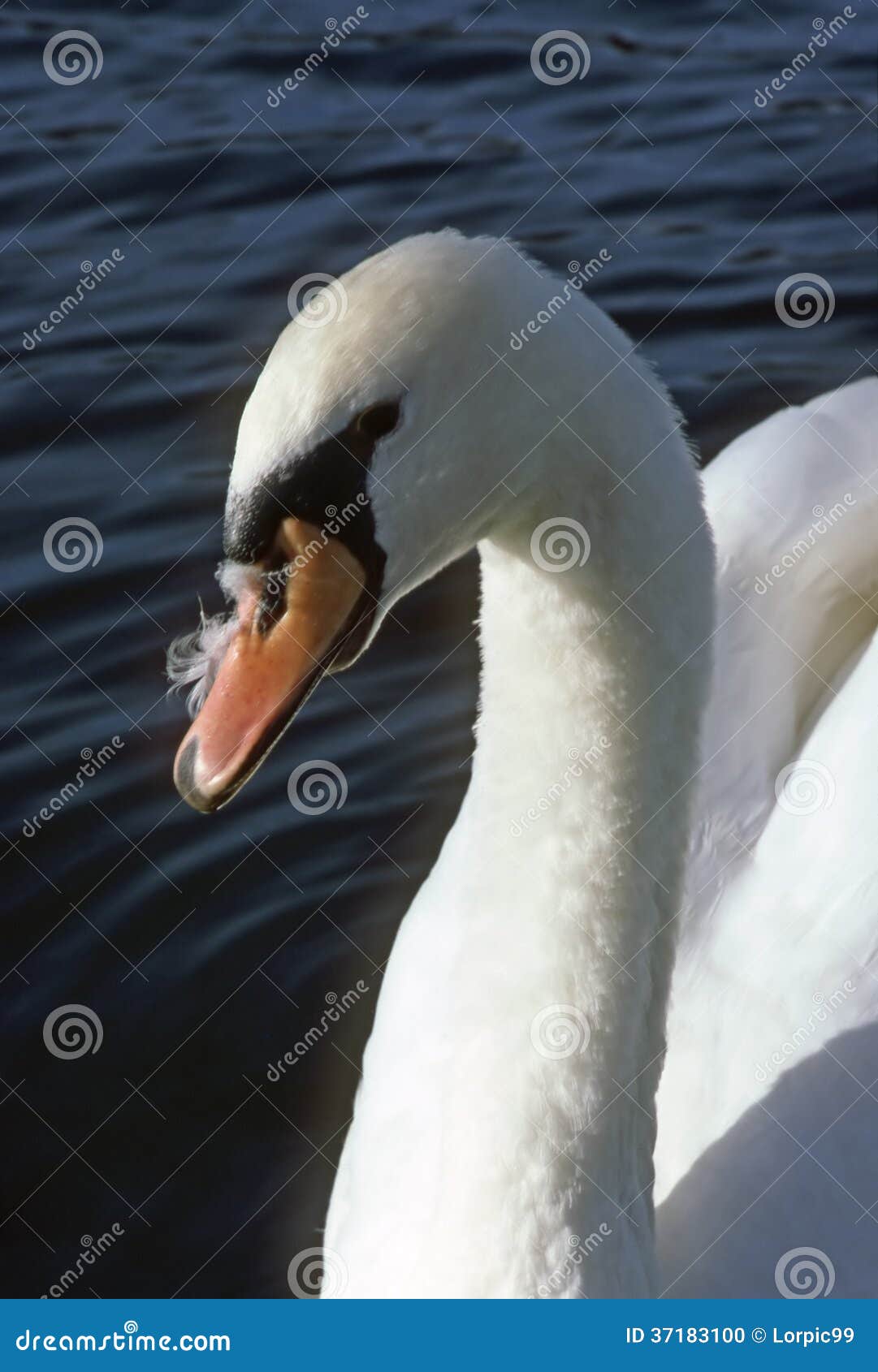 Swan stock photo. Image of close, swan, forest, animal - 37183100