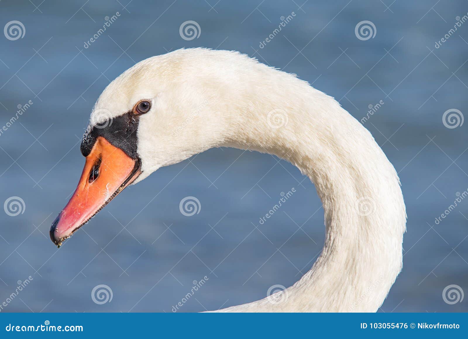 Swan close-up stock photo. Image of summer, beauty, silhouette - 103055476