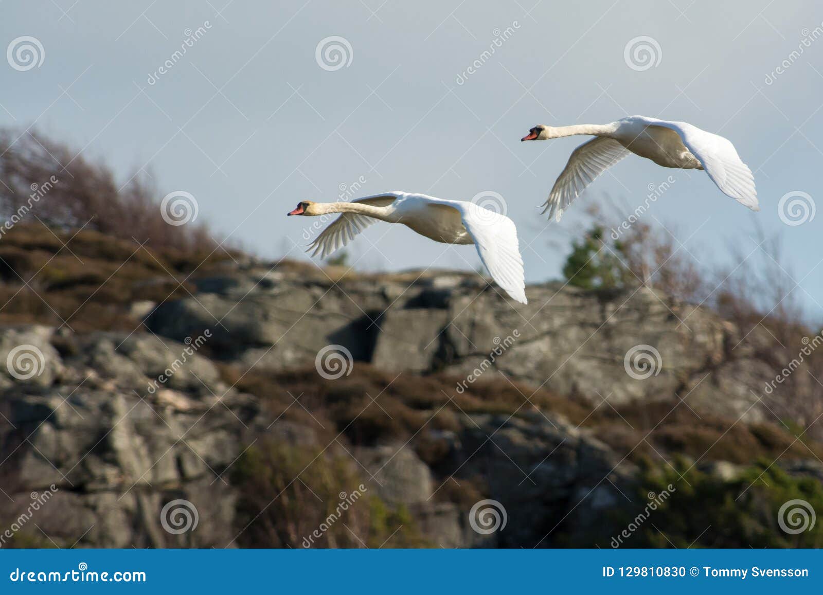 Fly swan in Sweden stock photo. Image of plover, european - 129810830