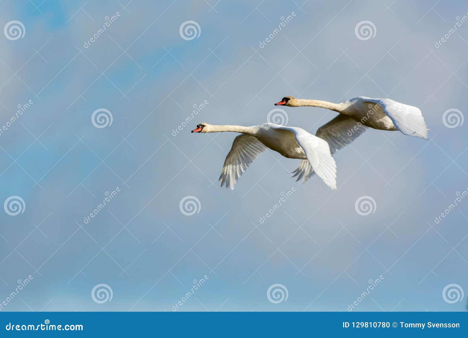 Fly swan in Sweden stock photo. Image of closeup, fieldsweden - 129810780