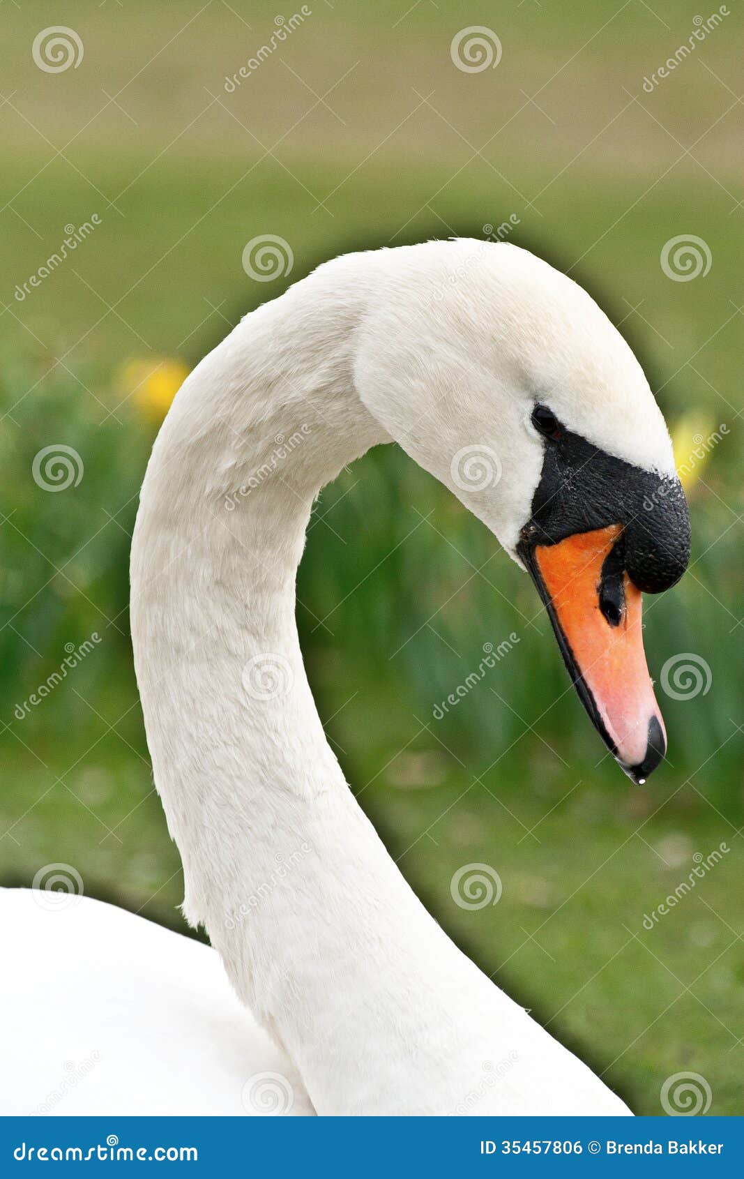 Swan stock photo. Image of portrait, swan, wild, curved - 35457806