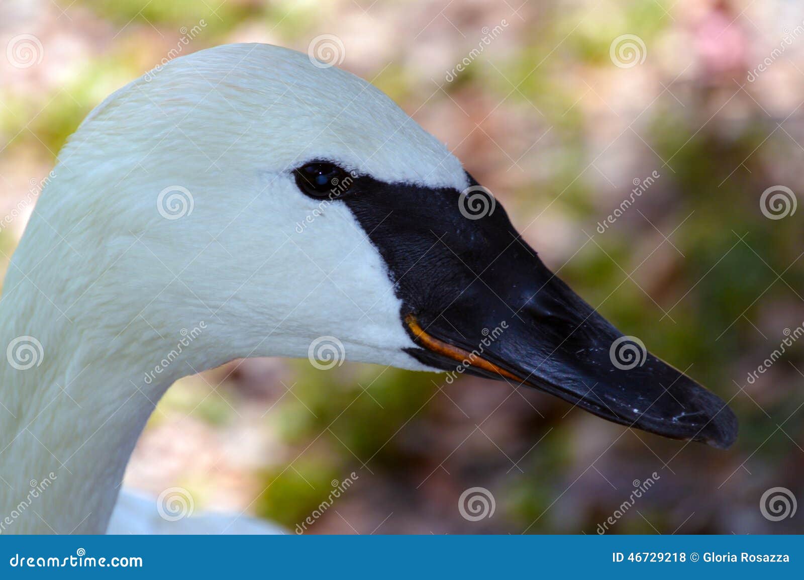 Swan close up stock photo. Image of detail, graphic, gaggle - 46729218