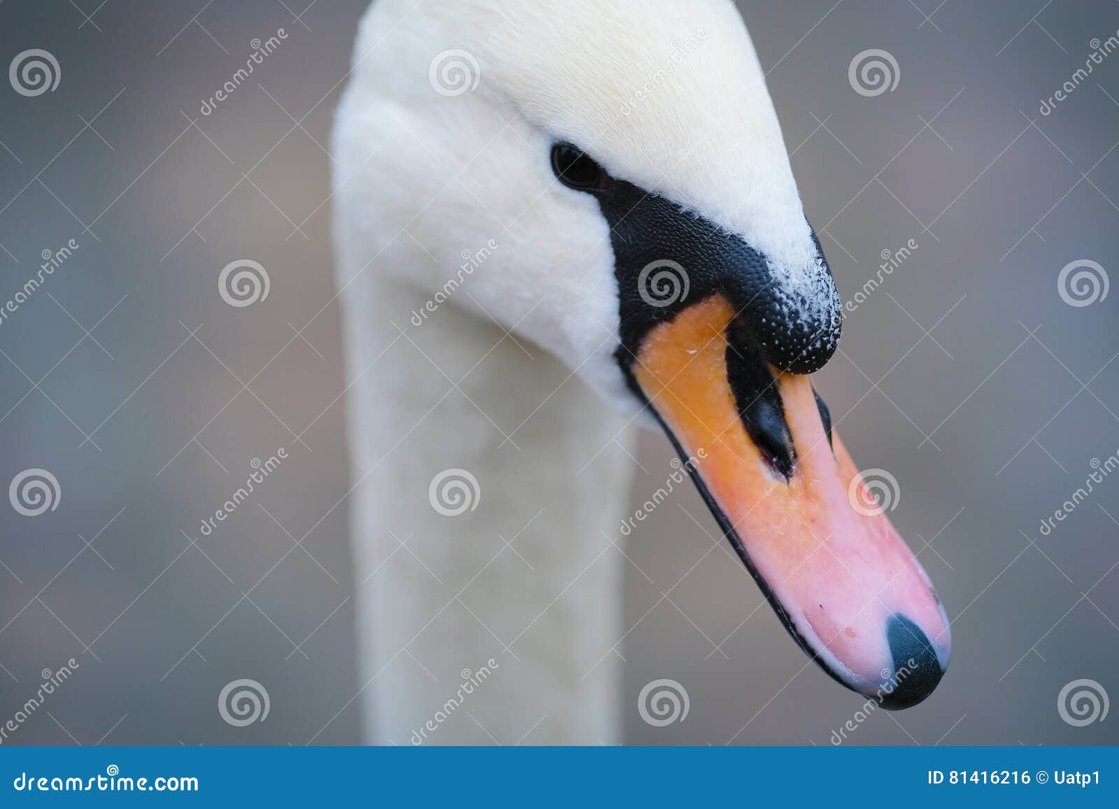 Swan close up stock photo. Image of neck, wilderness - 81416216