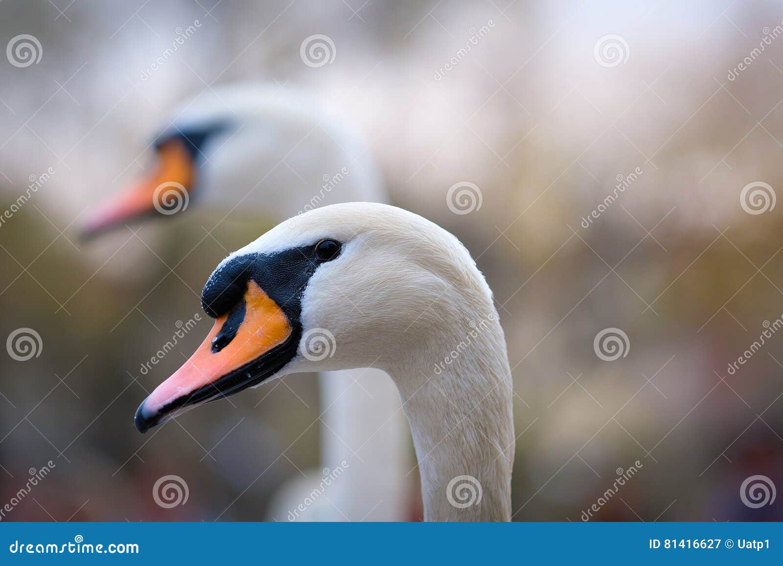 Swan close up stock image. Image of elegance, wildlife - 81416627